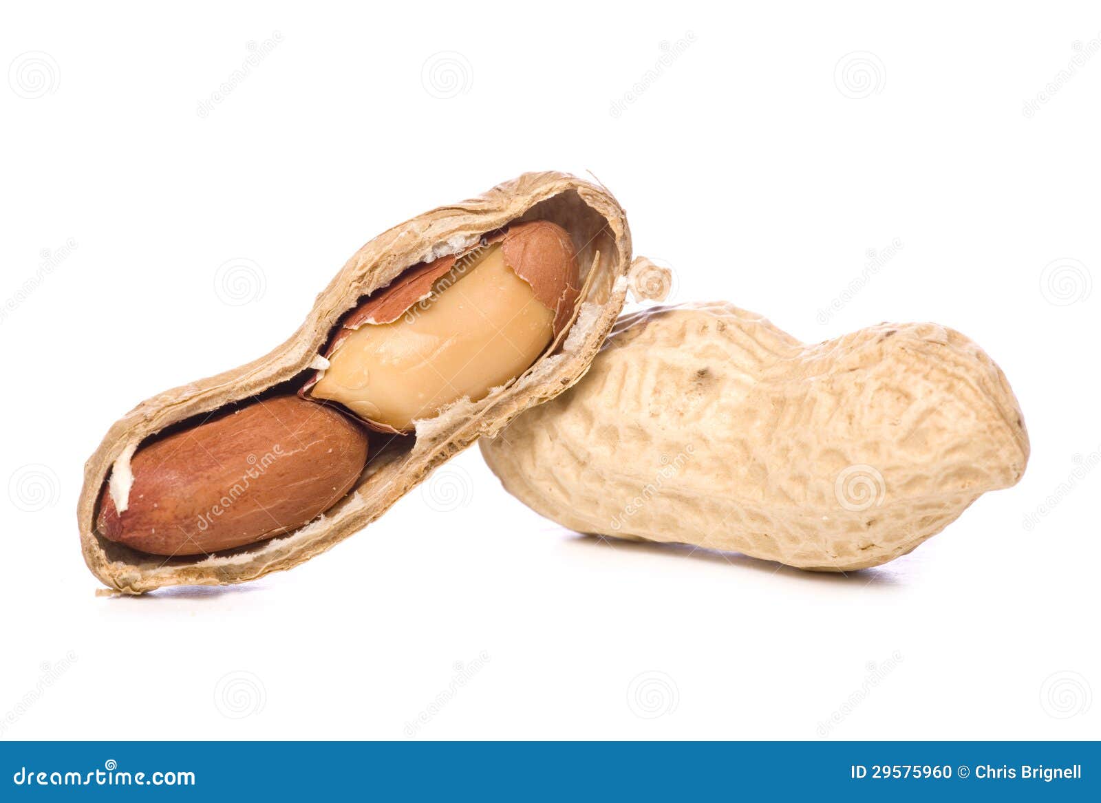 Monkey Nuts Royalty-Free Stock Photography | CartoonDealer.com #31539839
