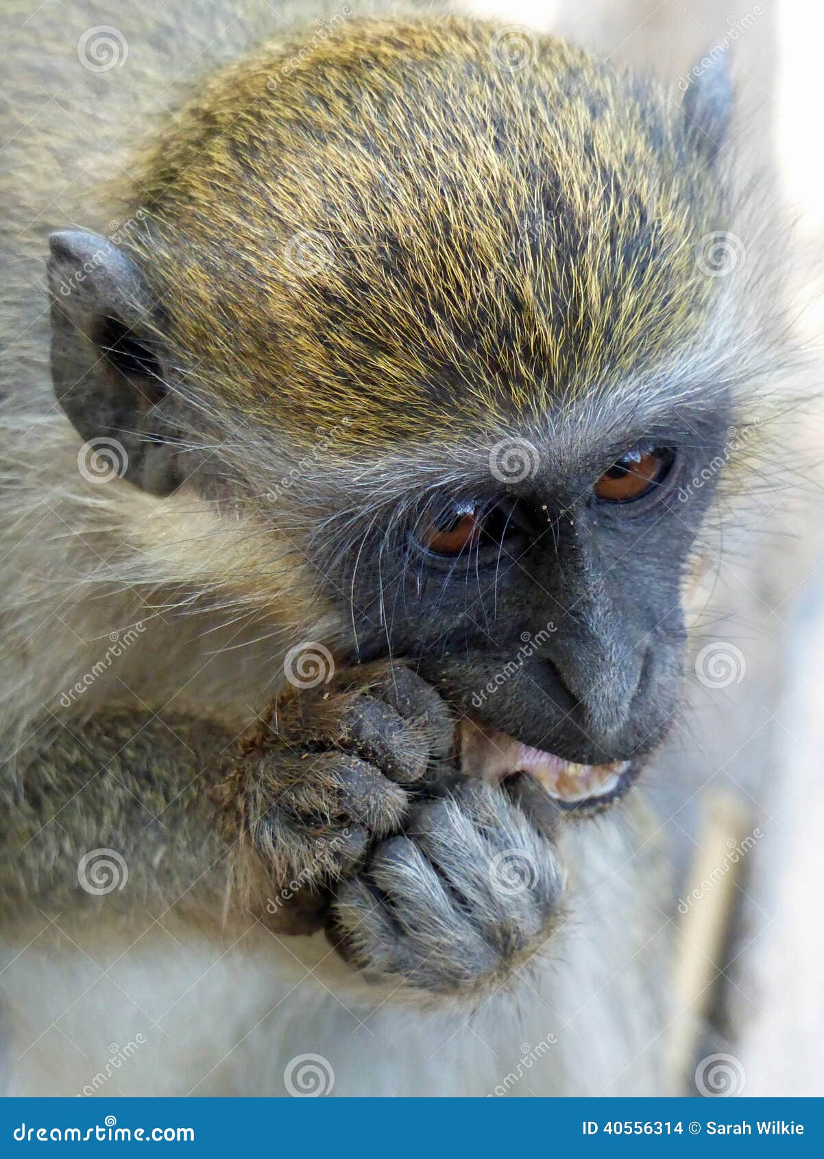 Monkey nuts stock photo. Image of monkey, face, food - 40556314