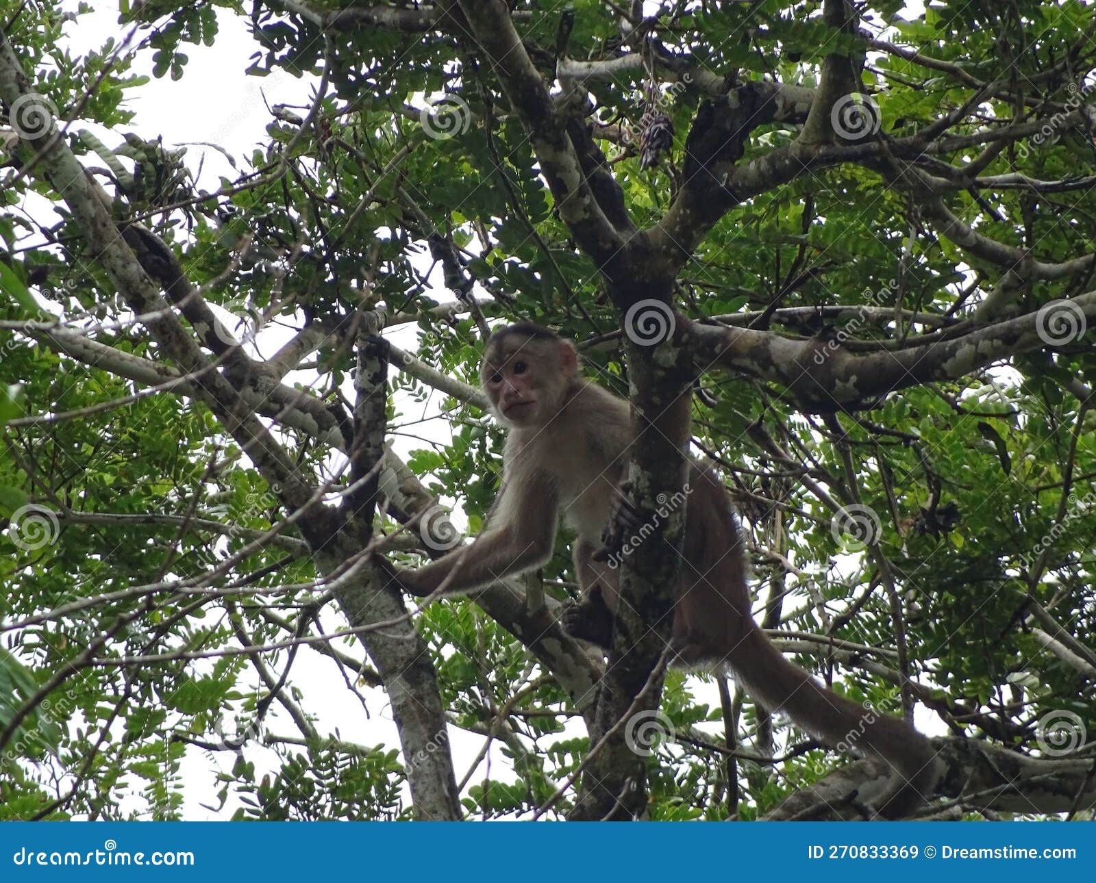 Monkey Observing Humans in the Wildlife of the Amazon Rainforest Stock ...