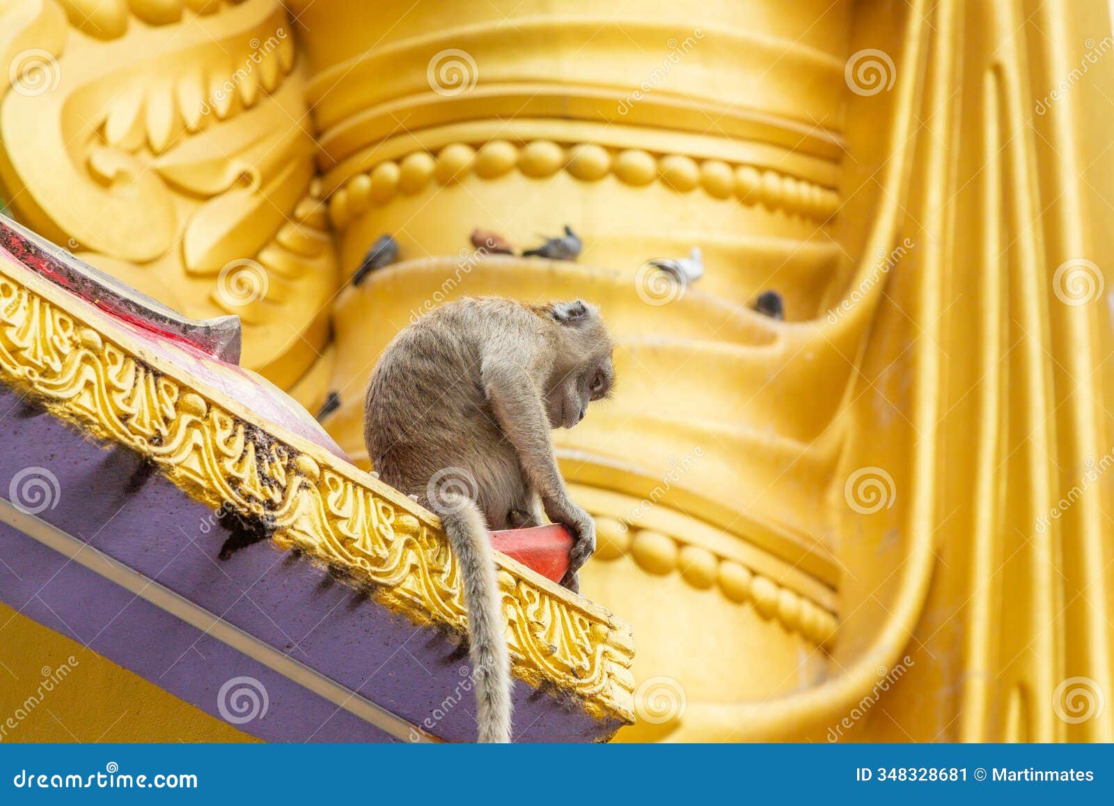 Monkey Observing Visitors at the Temple Complex of Batu Caves Stock ...