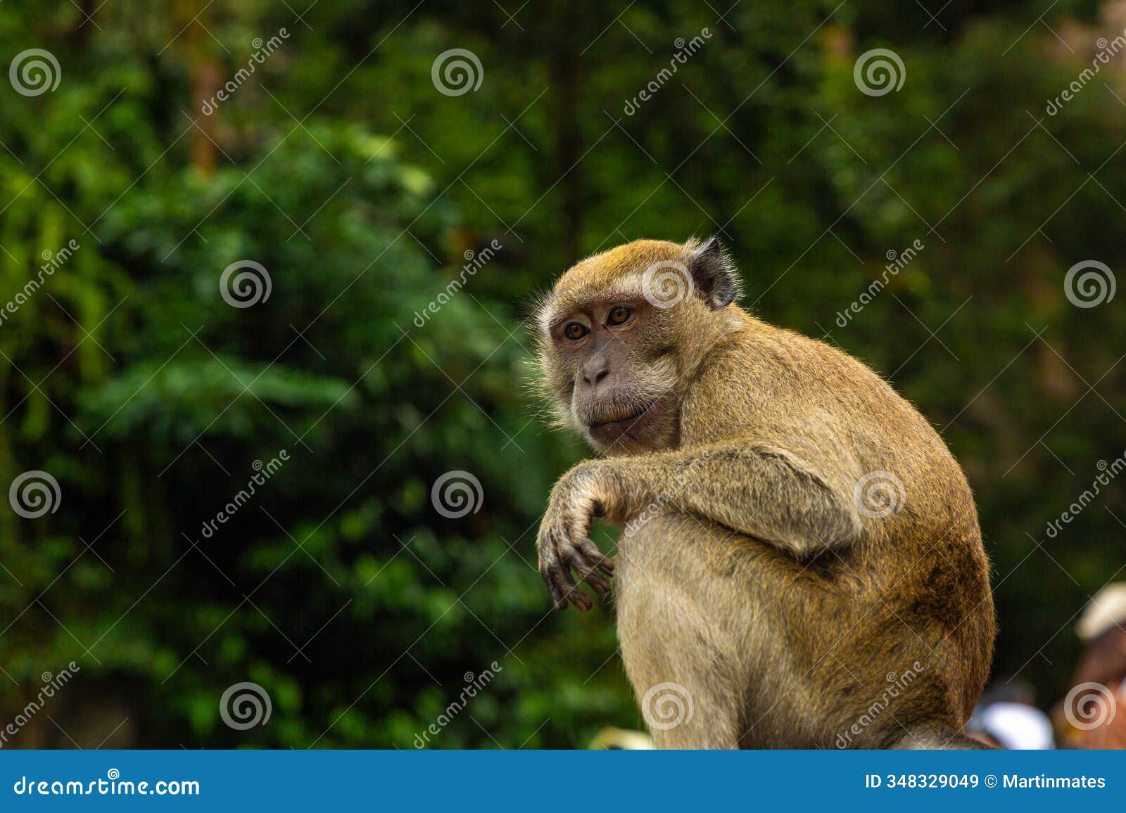Monkey Observing Visitors at the Temple Complex of Batu Caves Stock ...