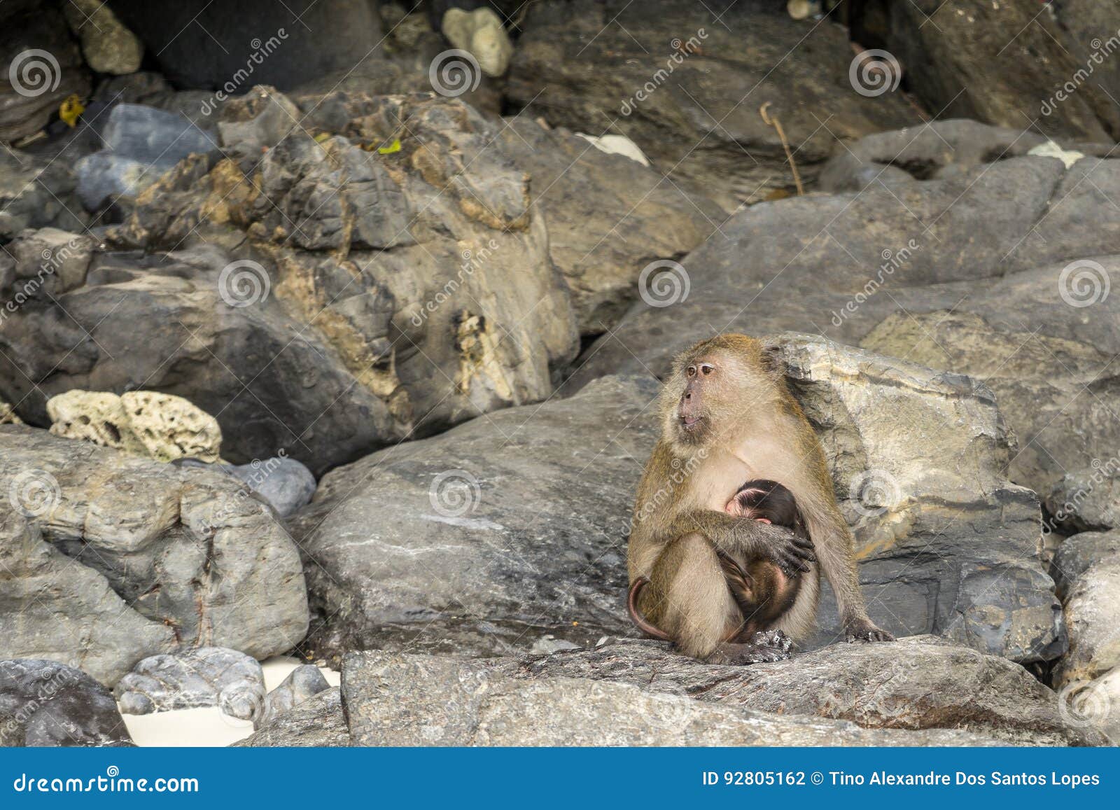 Monkey offspring stock photo. Image of mammal, relaxing - 92805162