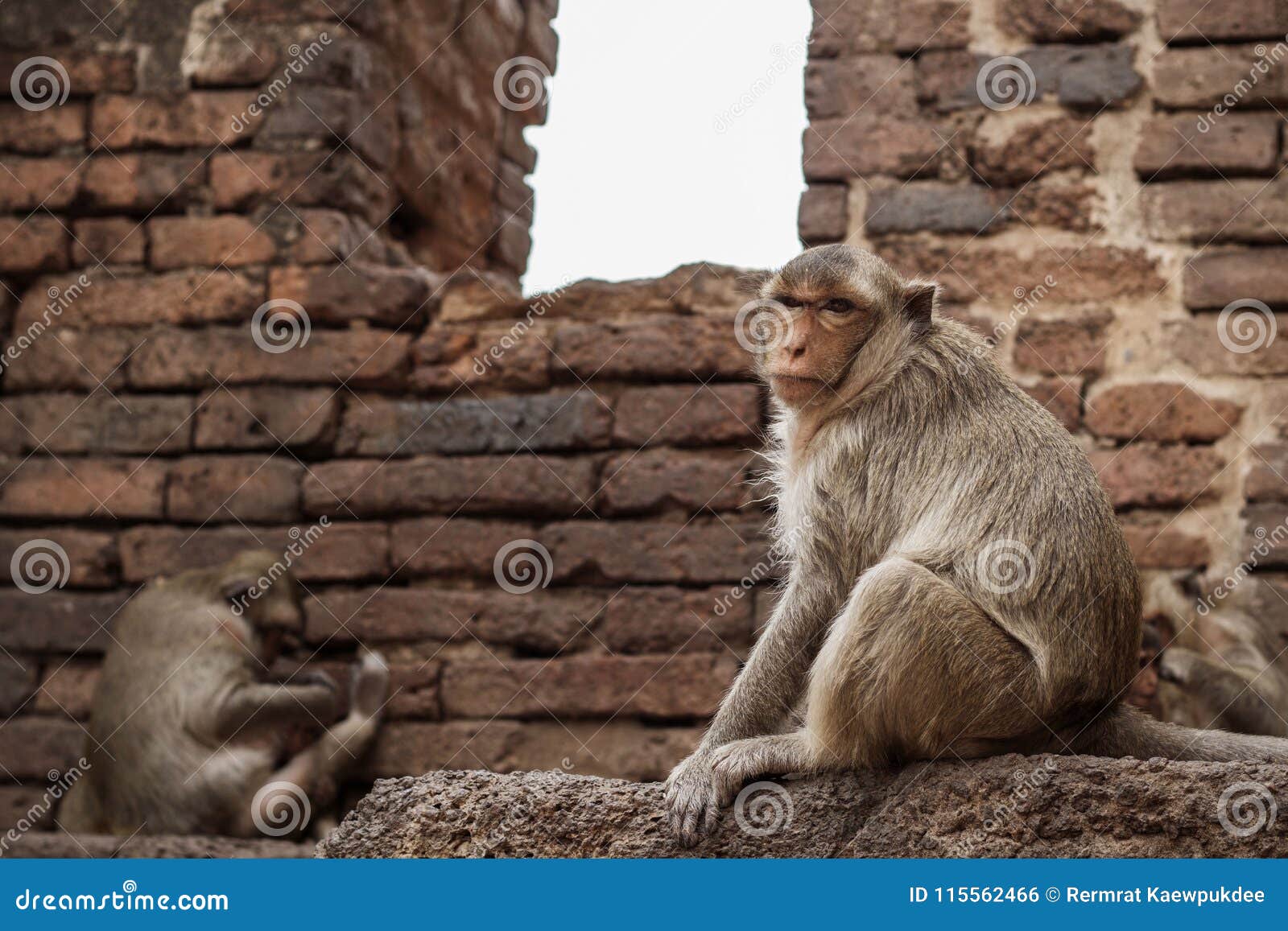 Monkey on brick. stock photo. Image of seating, sanctuary - 115562466