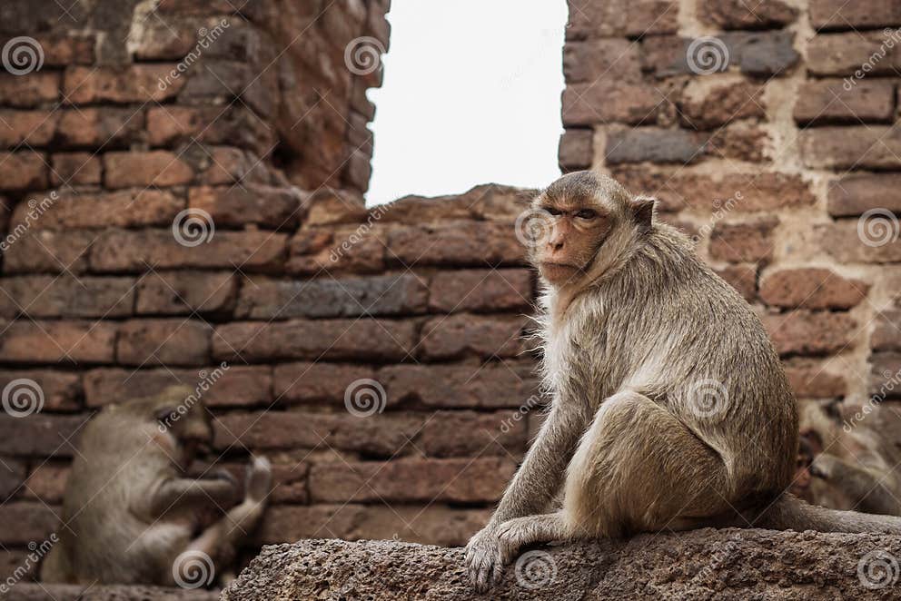Monkey on brick. stock photo. Image of seating, sanctuary - 115562466