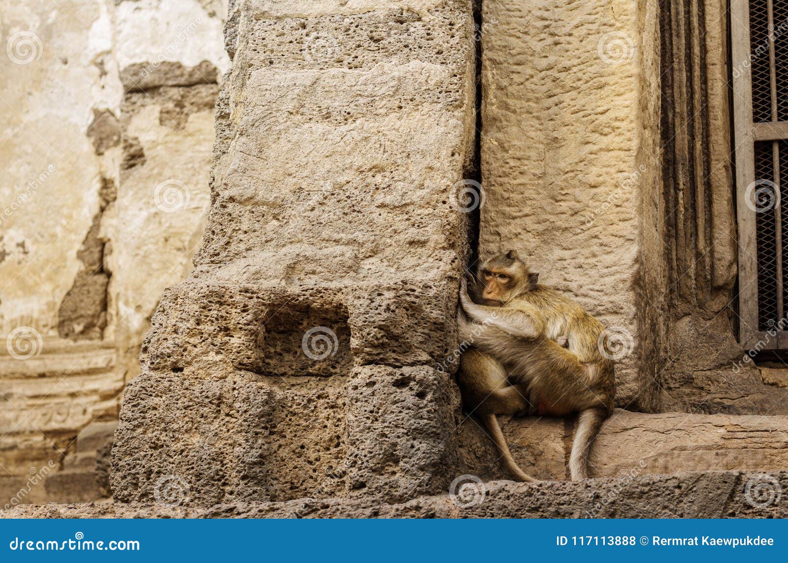Monkey on the old brick. stock photo. Image of hand - 117113888