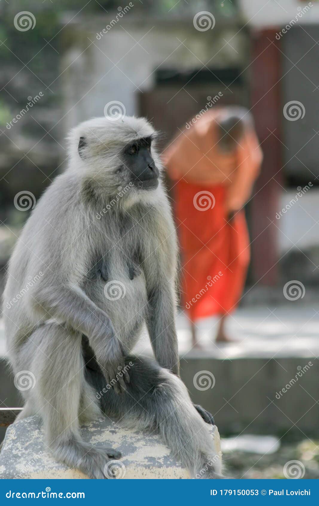 Monkey and old monk stock image. Image of buddhist, elderly - 179150053