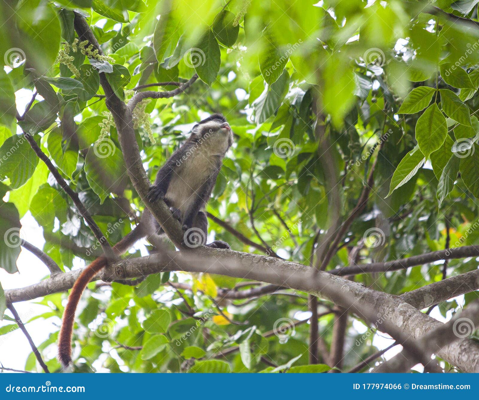 Monkey ona tree in uganda stock photo. Image of river - 177974066