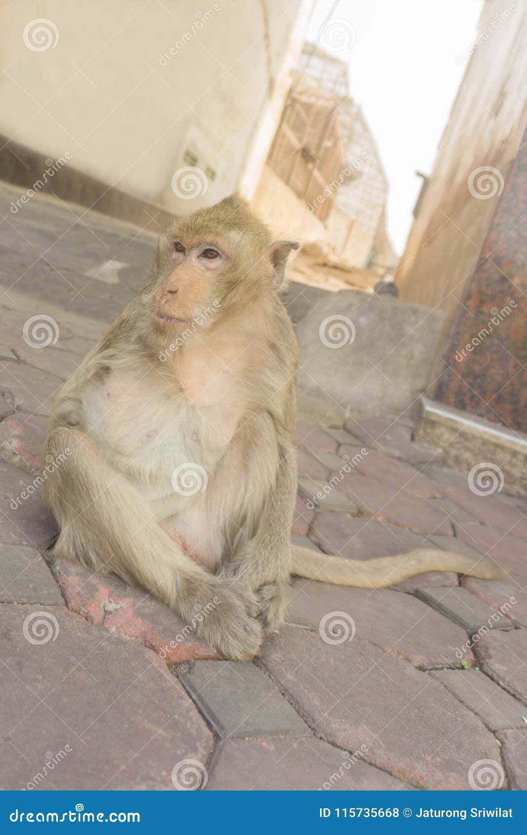 Monkey with One Arm Thailand. Stock Photo - Image of happy, young ...