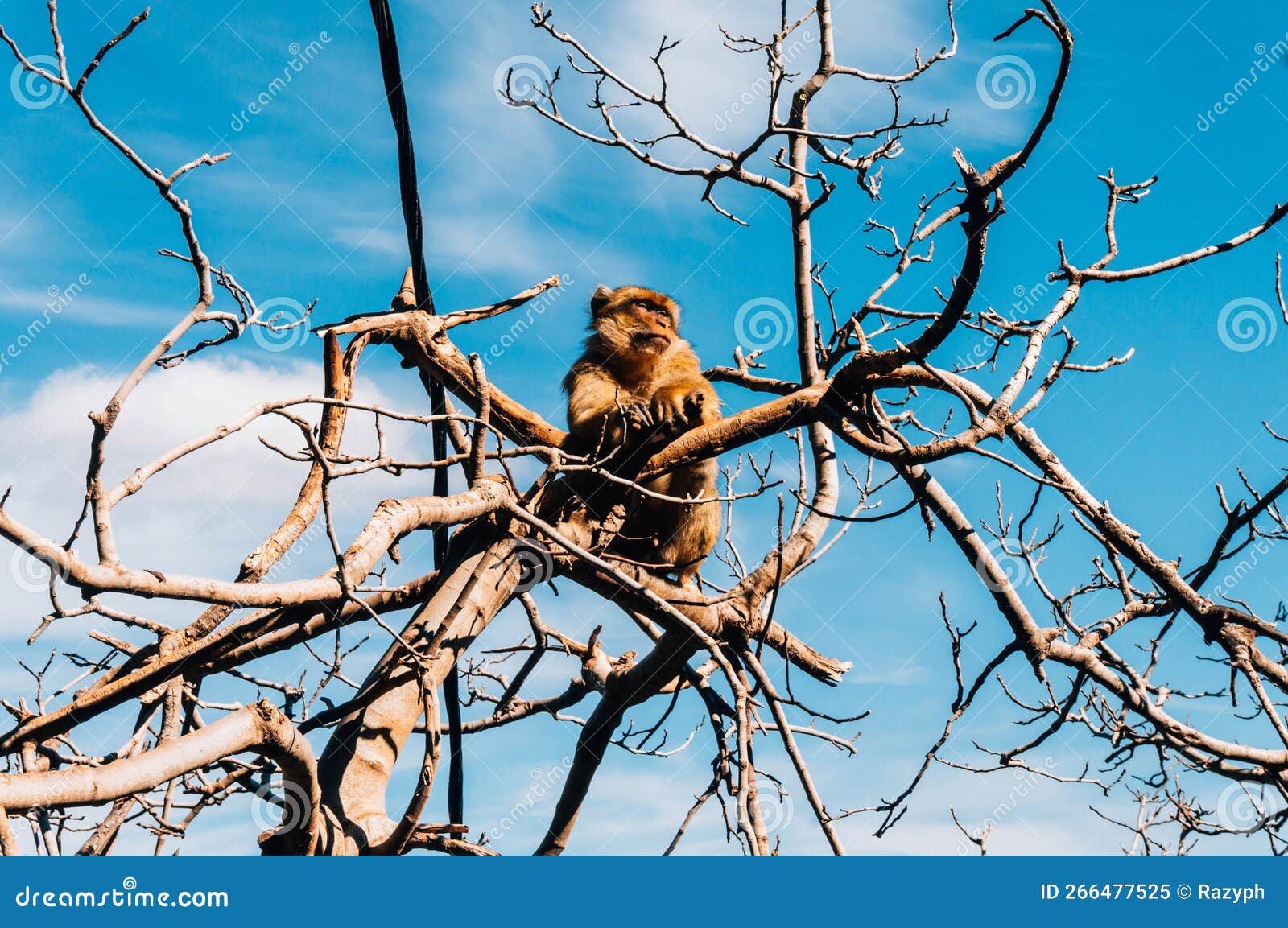 Monkey in the tree stock image. Image of climbing, nature - 266477525