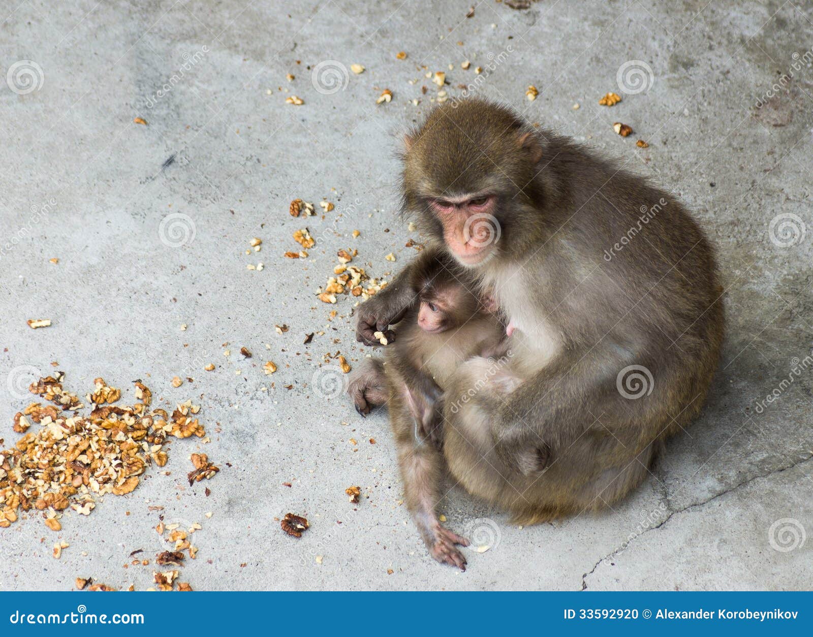 Monkey with one cub stock photo. Image of monkey, monkeys - 33592920