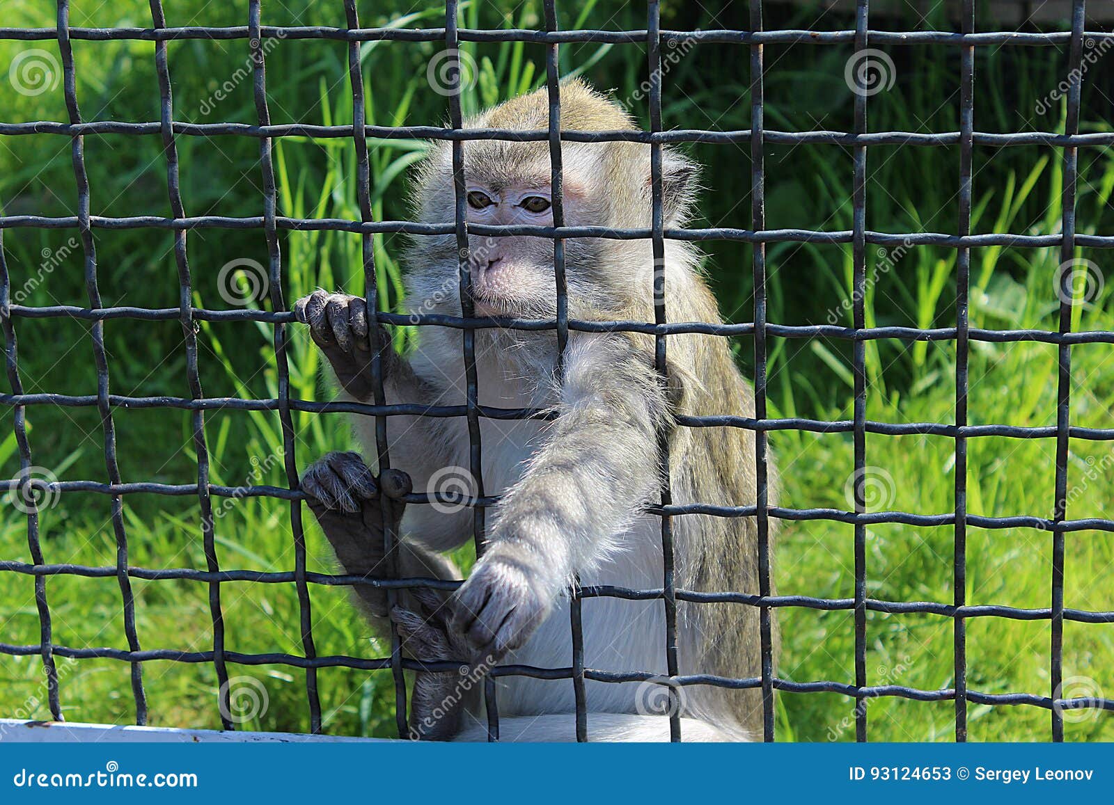 Monkey stock image. Image of animals, nature, mammals - 93124653