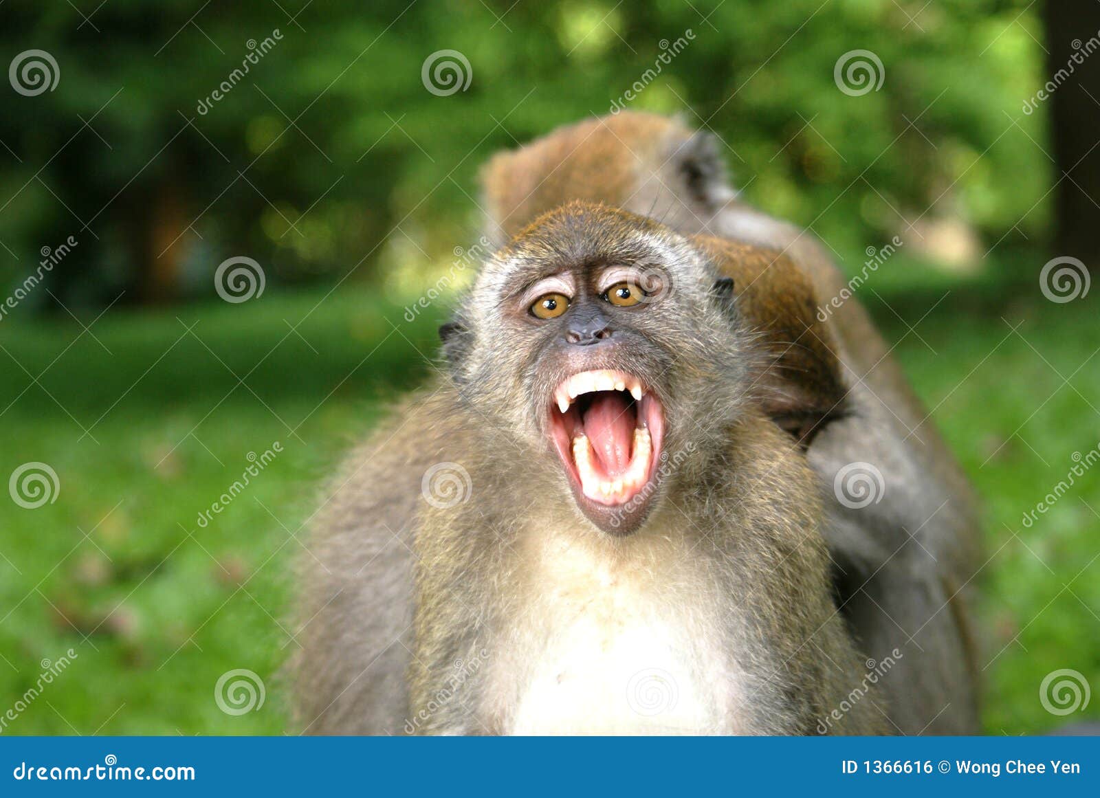 Monkey open his mouth stock photo. Image of nature, eyes - 1366616
