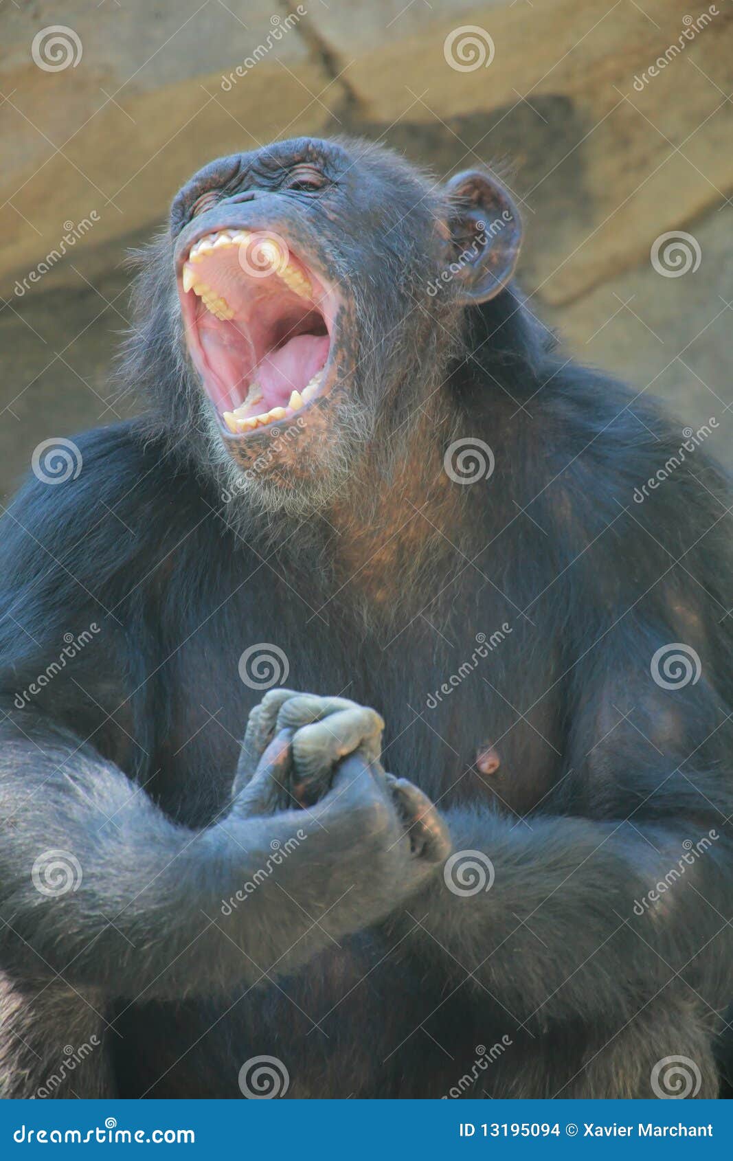 Monkey In The Open Zoo, Thailand Royalty-Free Stock Photo ...