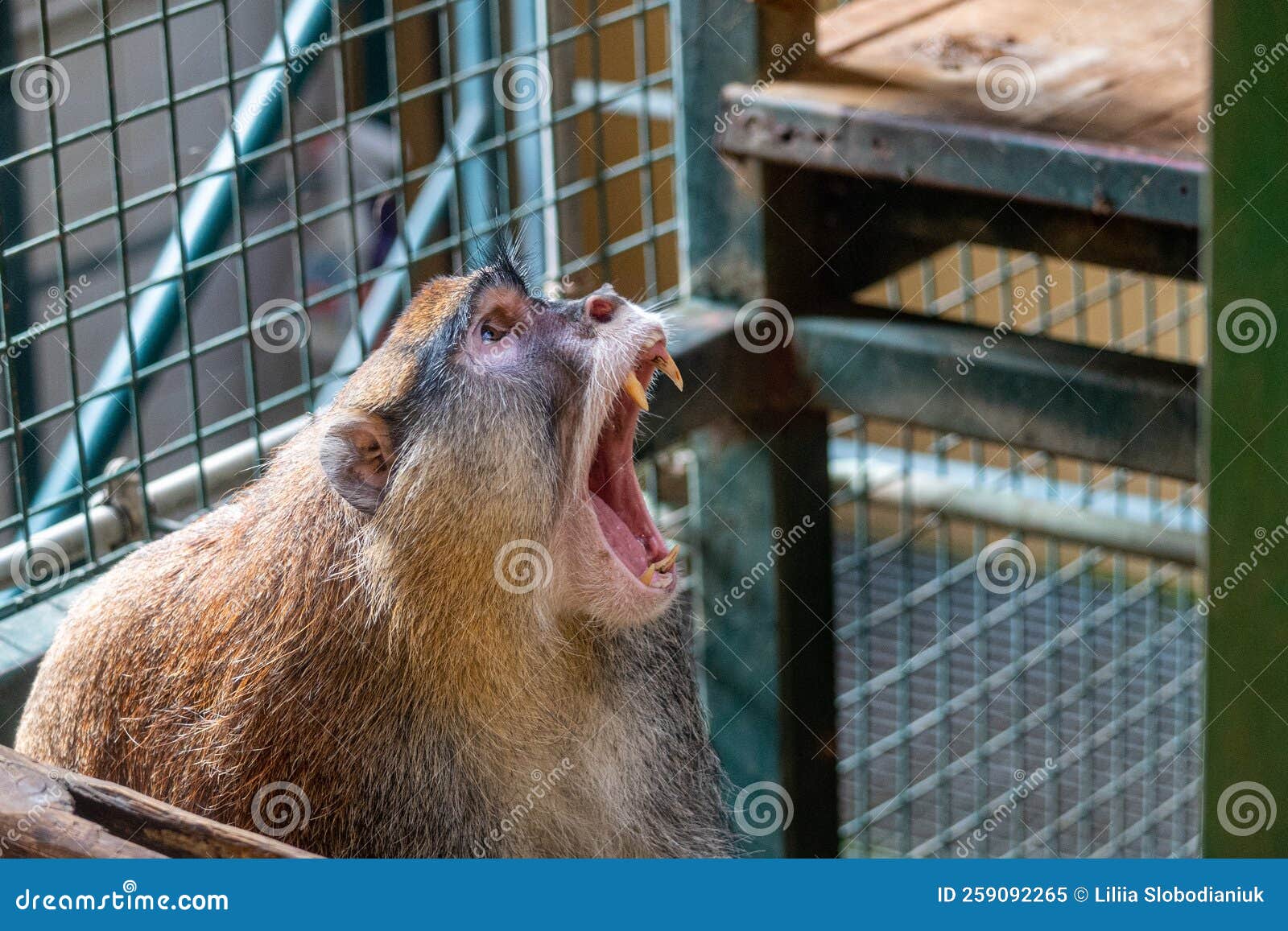 Monkey with open mouth stock image. Image of chimpanzee - 259092265