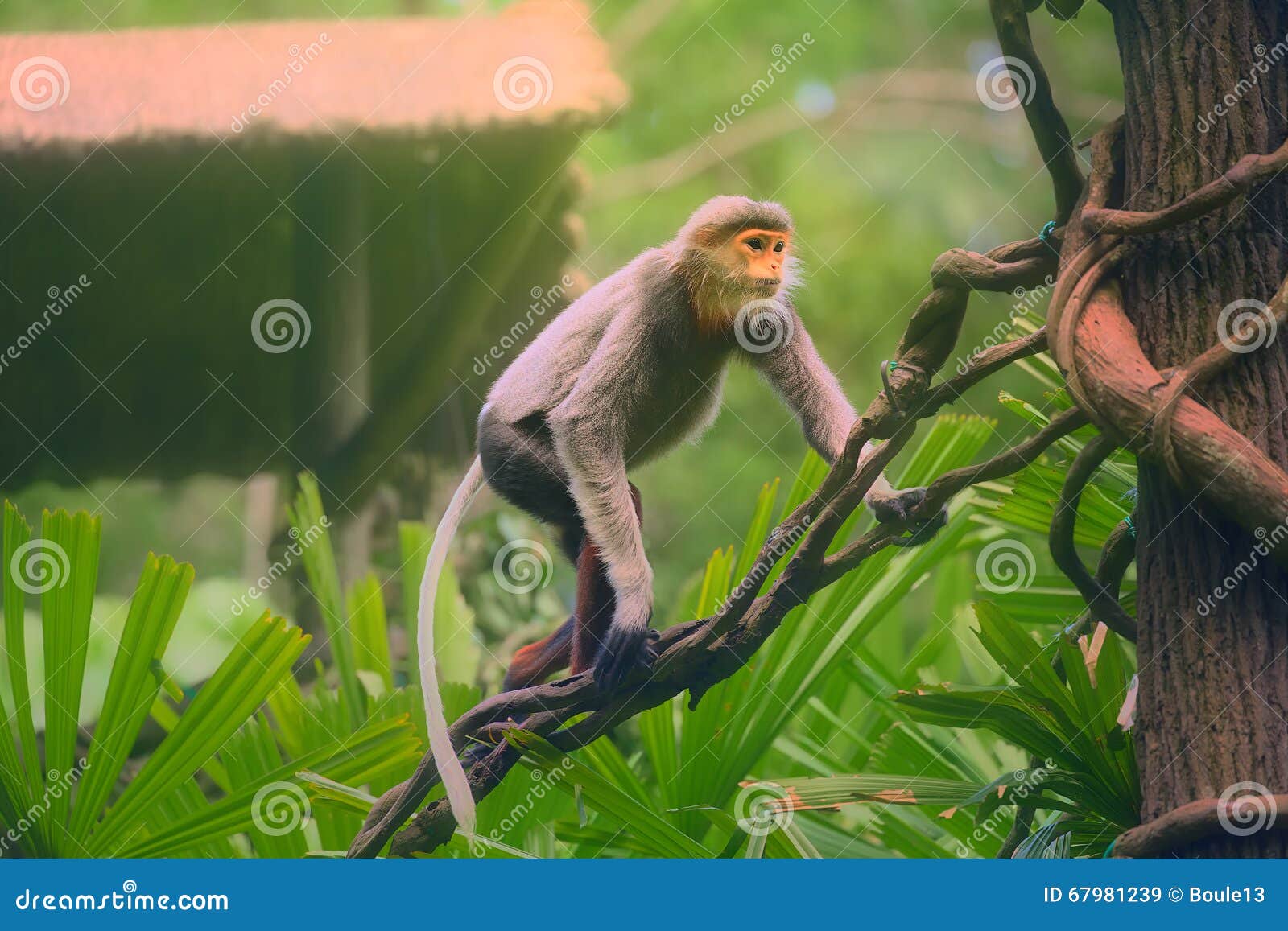 Monkey with Orange Face, Douc Langur Stock Image - Image of animal ...