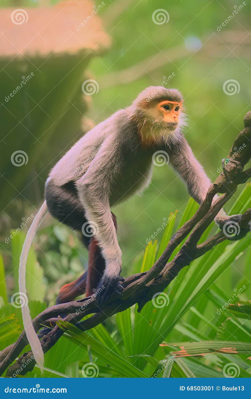 Monkey with Orange Face, Douc Langur Stock Image - Image of jungle ...