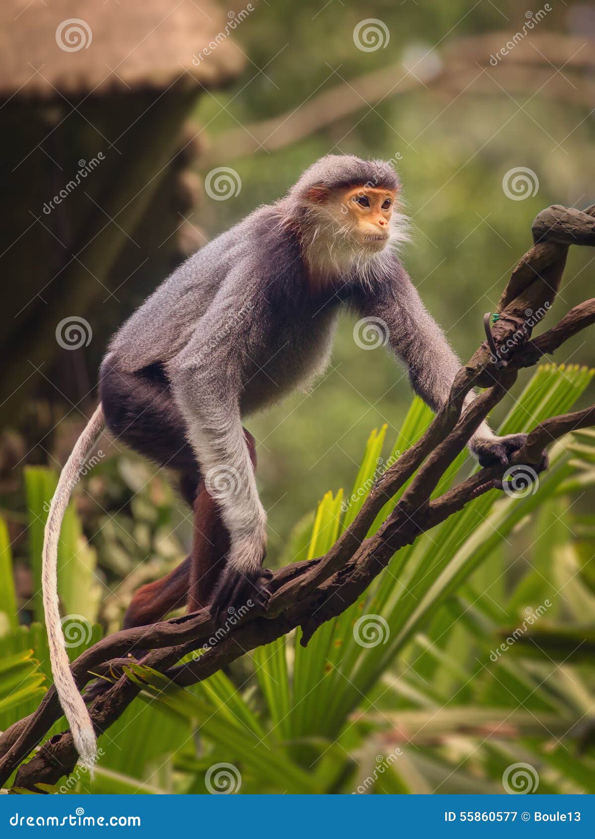 Monkey with Orange Face, Douc Langur Stock Image - Image of environment ...