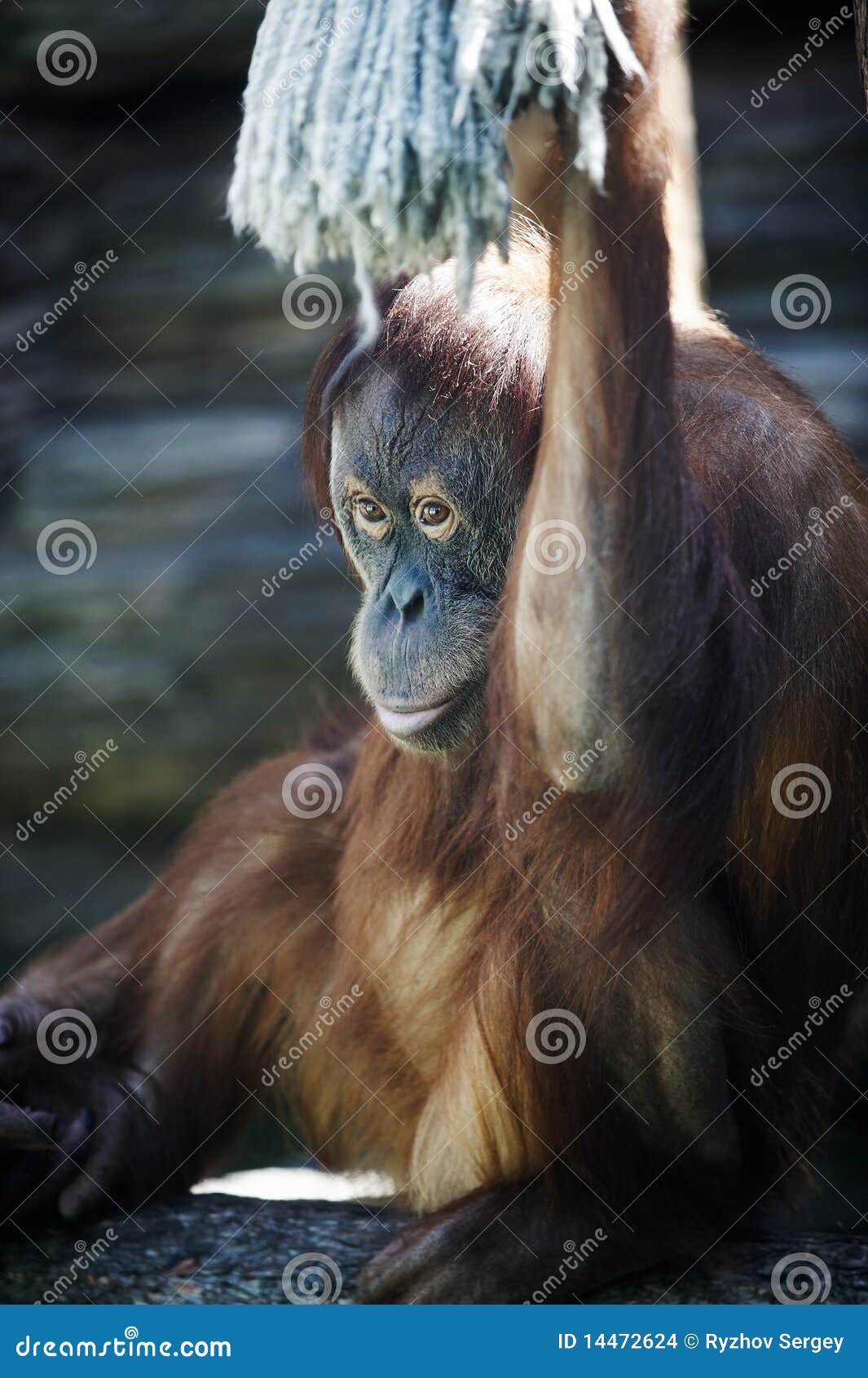 Monkey orangutan stock photo. Image of orangutan, mammal - 14472624