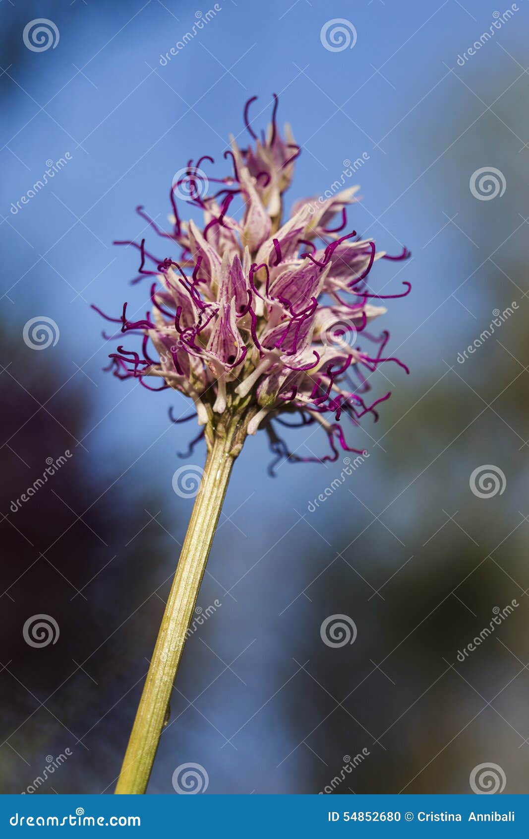 Monkey Orchid, Orchis Simia Stock Photo - Image of portrait, single ...