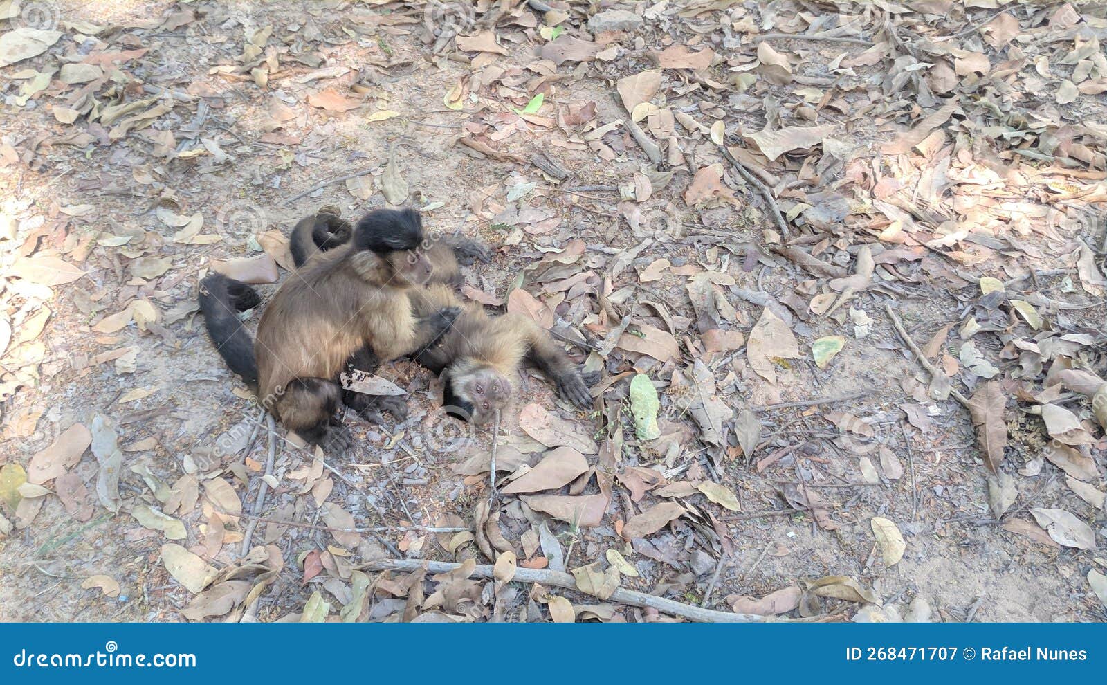 Monkey Outdoors in the Zoo Playing with His Brother Stock Image - Image ...