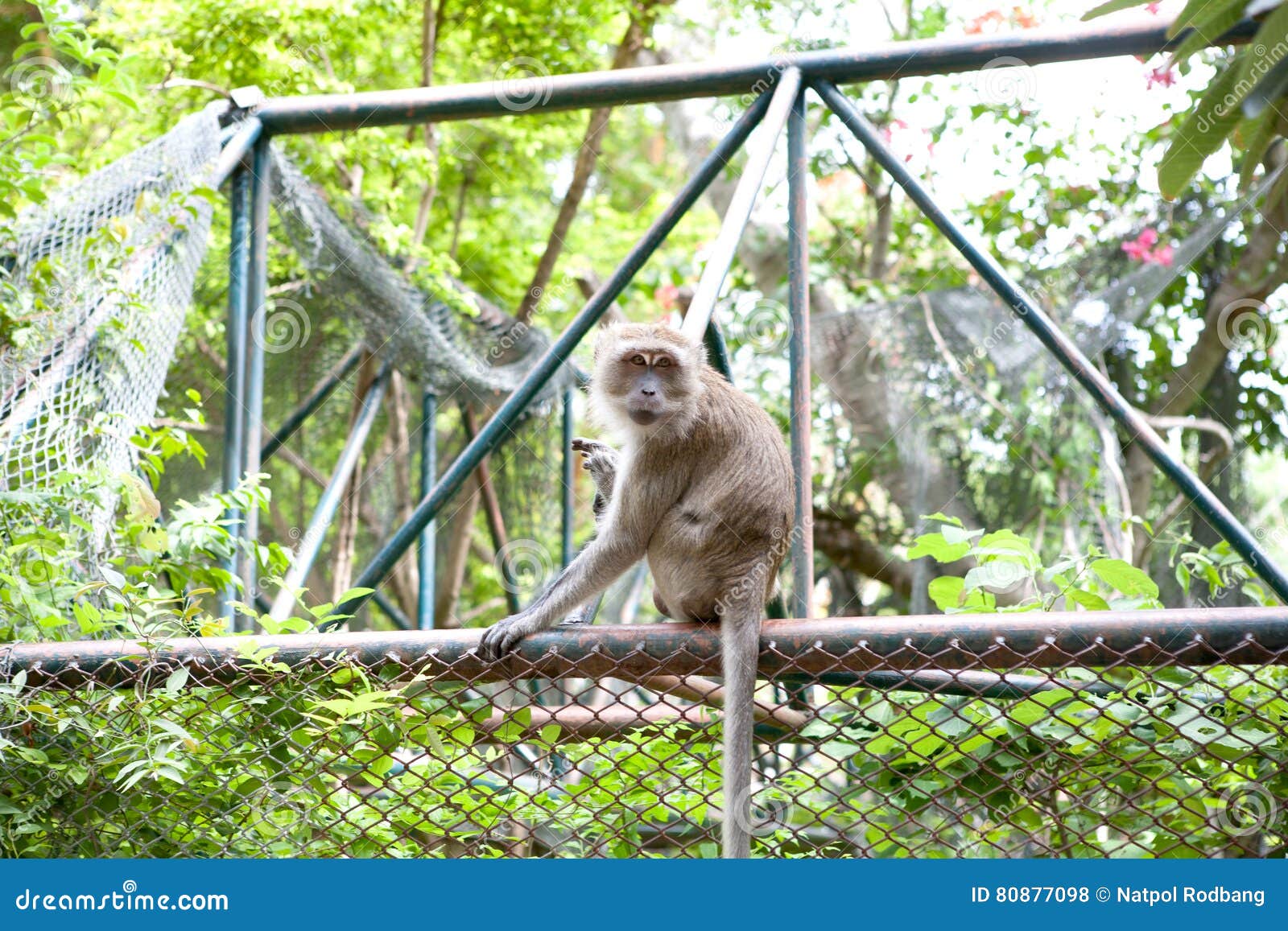 Monkey outside the cage stock photo. Image of easy, break - 80877098