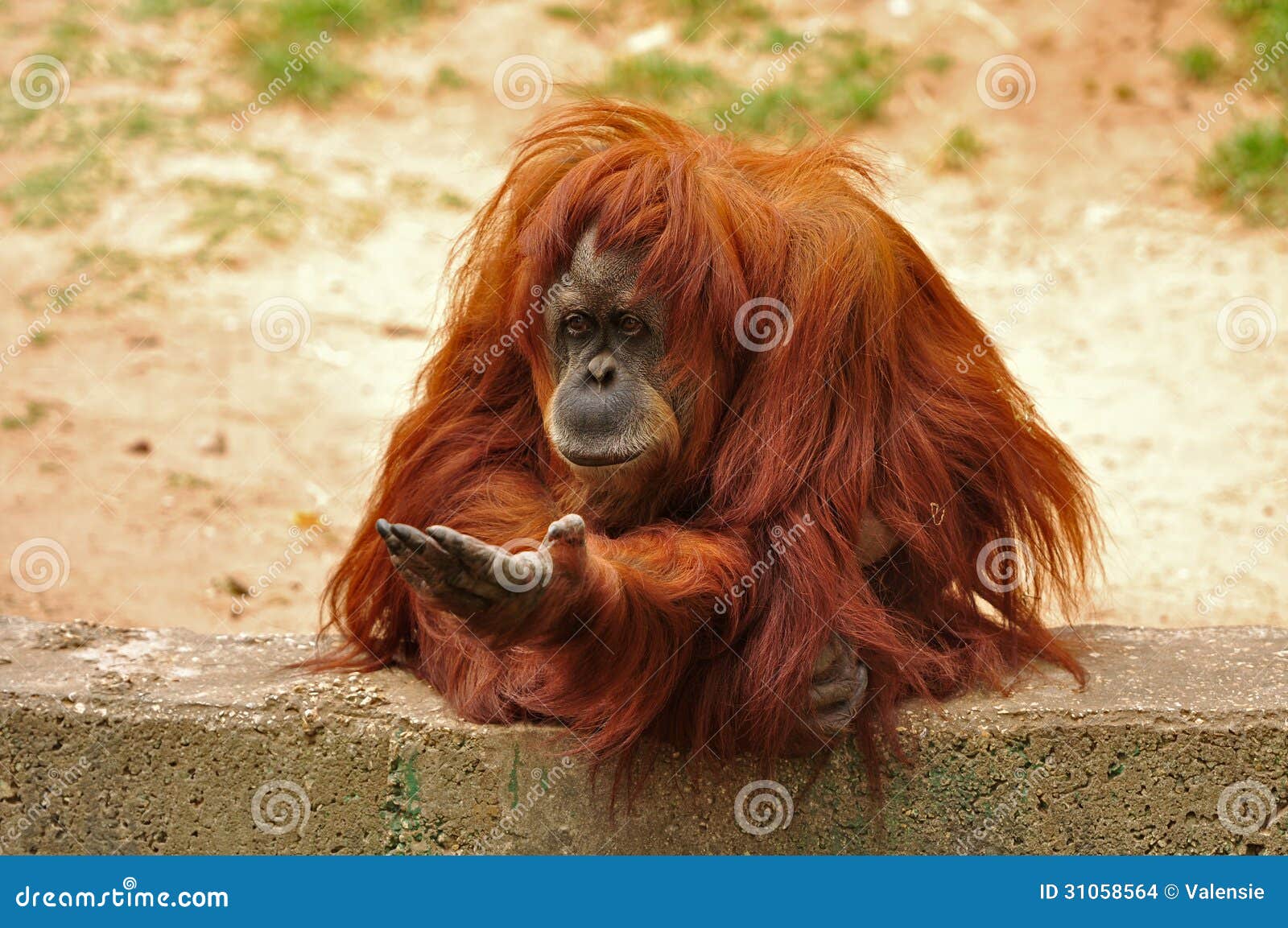 A Monkey with an Outstretched Paw. Stock Photo - Image of nature ...