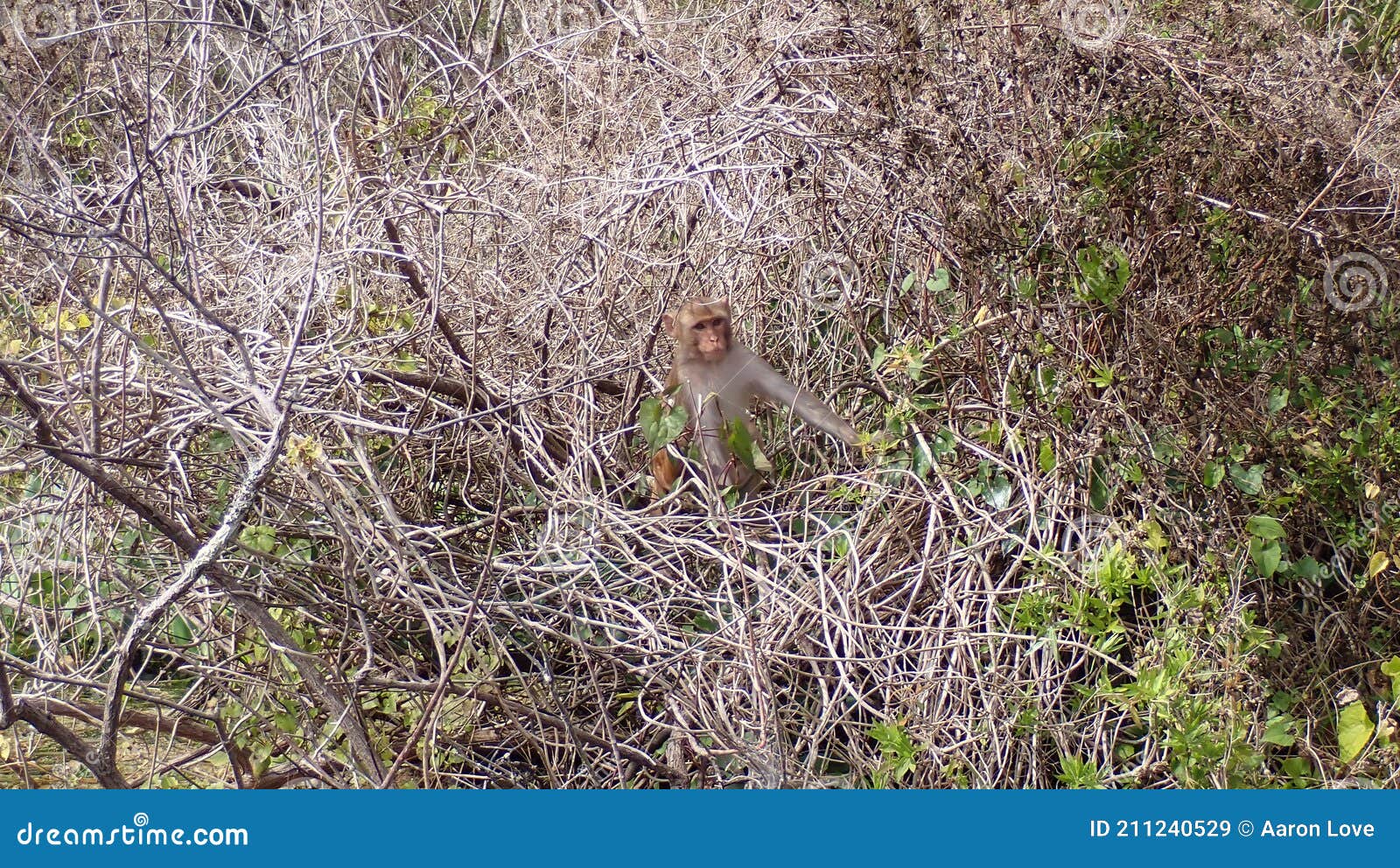 Monkey on a paddle tour stock image. Image of prairie - 211240529