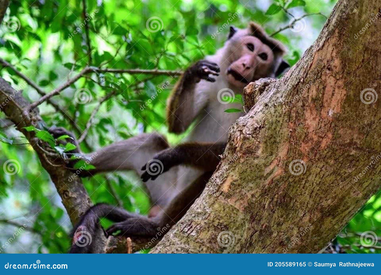 A monkey in pain stock image. Image of sitting, body - 205589165