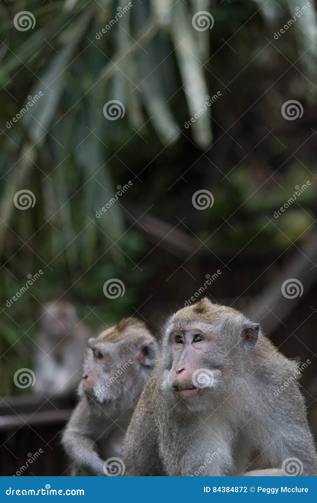 Monkey Pair stock photo. Image of bali, ubud, young, rhesas - 84384872