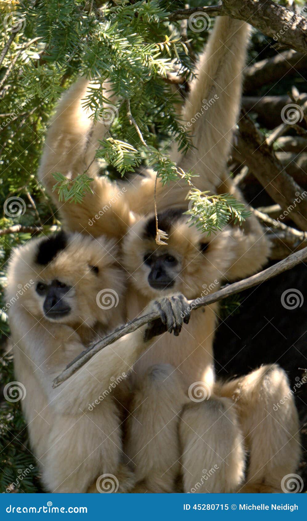 Monkey stock image. Image of legs, monkey, stretch, white - 45280715