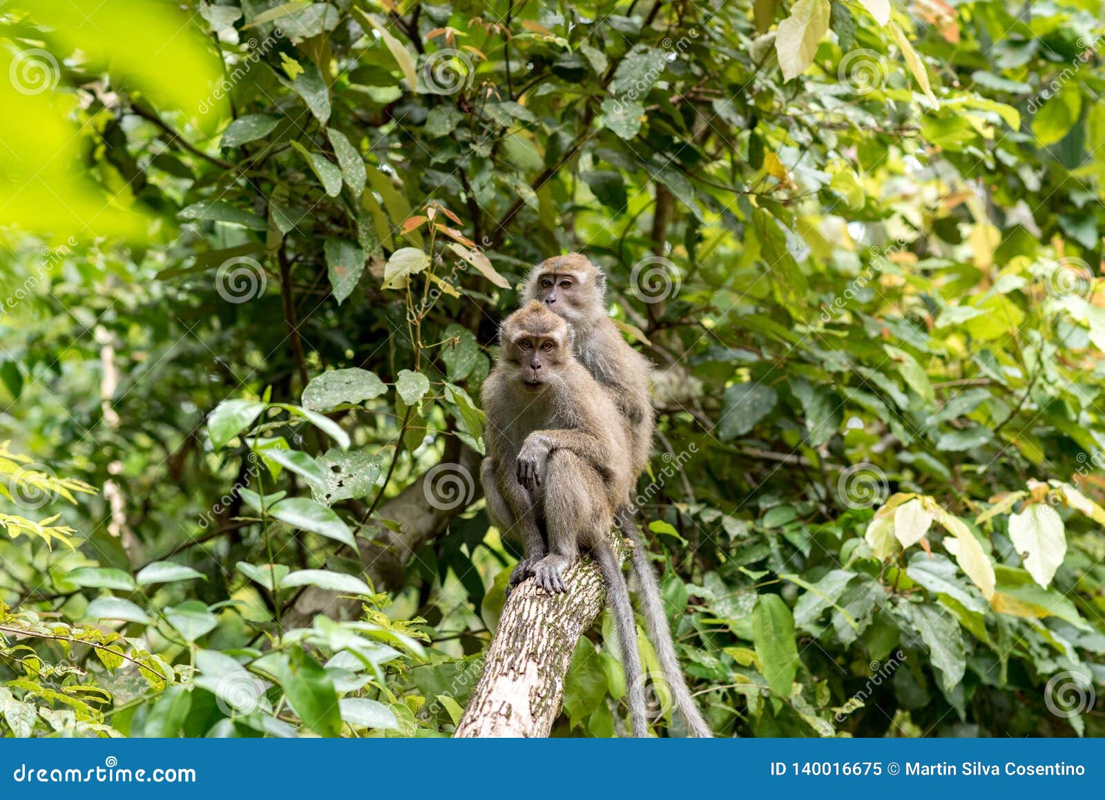 Monkey in Pandangaran, Java. Stock Image - Image of indico, exploring: 140016675