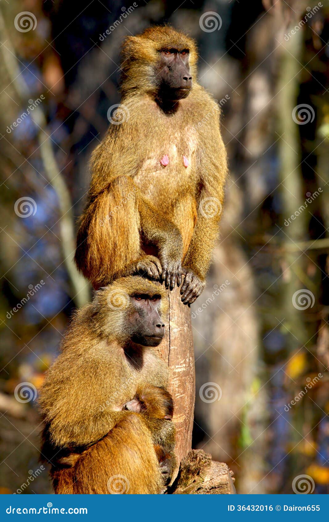 Monkey stock photo. Image of baboon, monkey, hair, crowded - 36432016