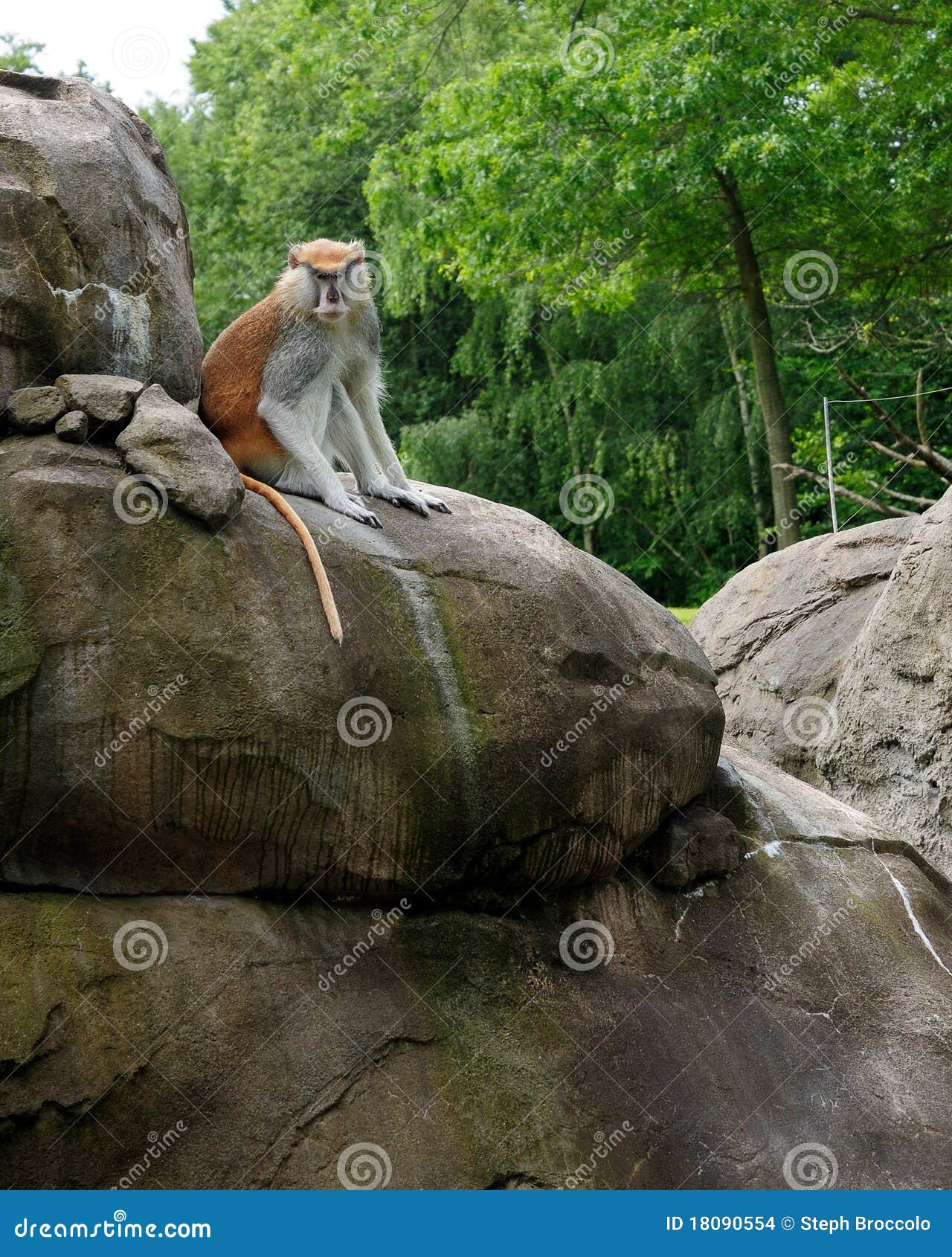 Monkey in the Park stock photo. Image of monkey, park - 18090554