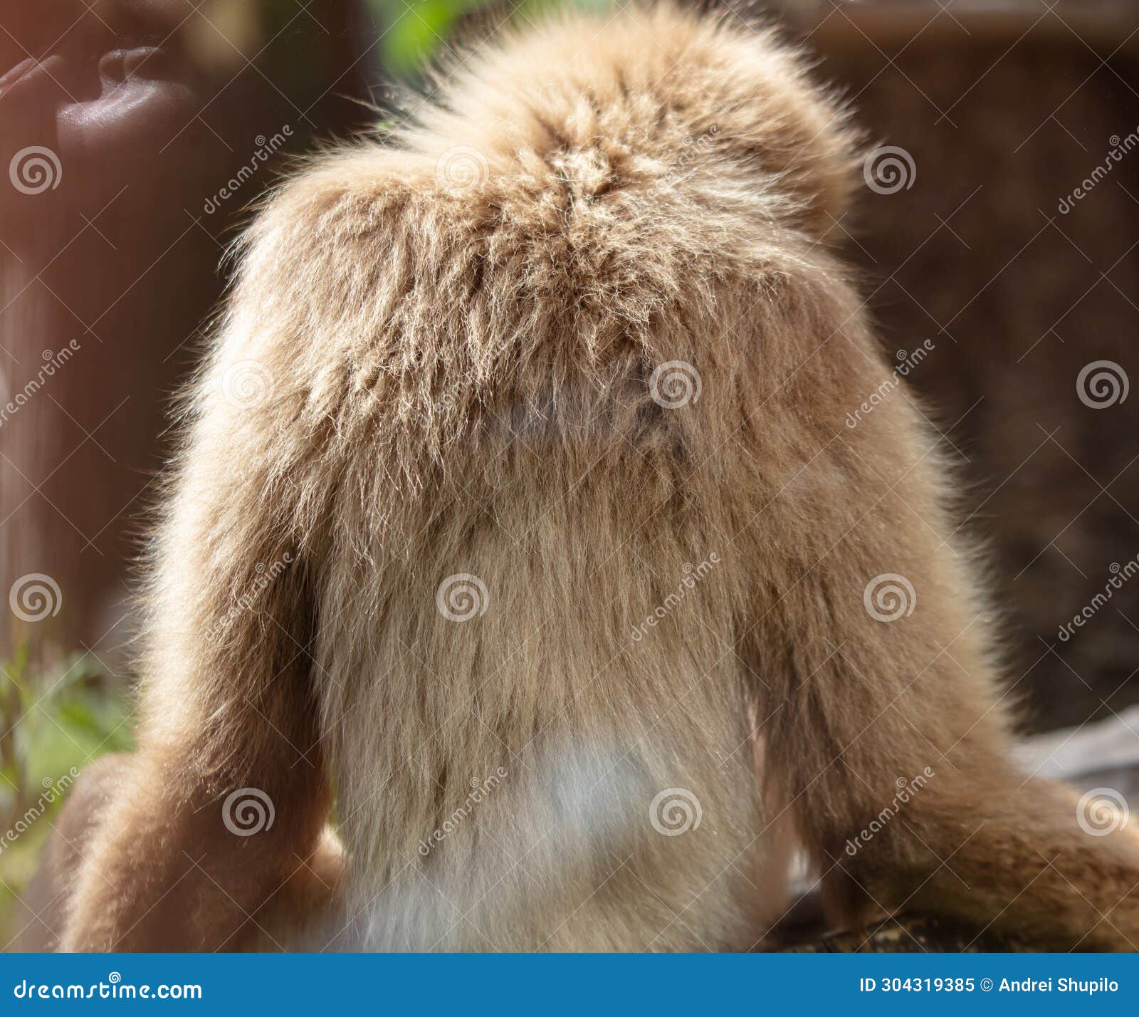 Monkey in the Park. Back View Stock Image - Image of forest, sitting ...