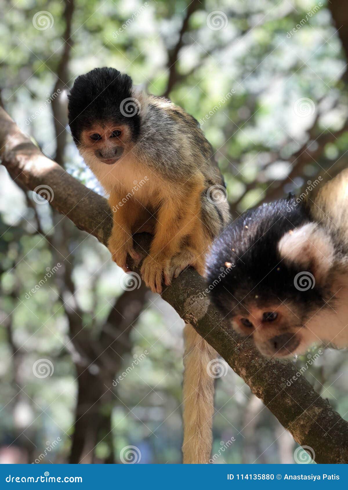 Monkey in the park stock photo. Image of israeli, monkey - 114135880