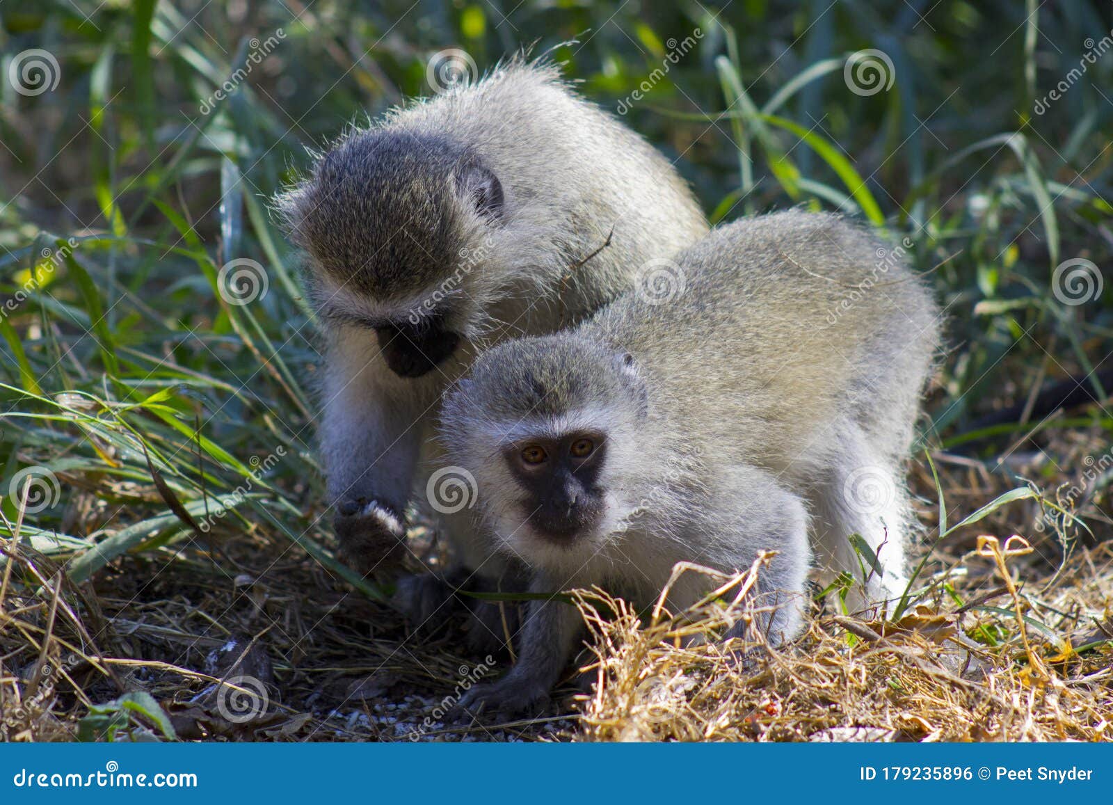 Monkey and Partner Looking for Food Stock Photo - Image of looking ...