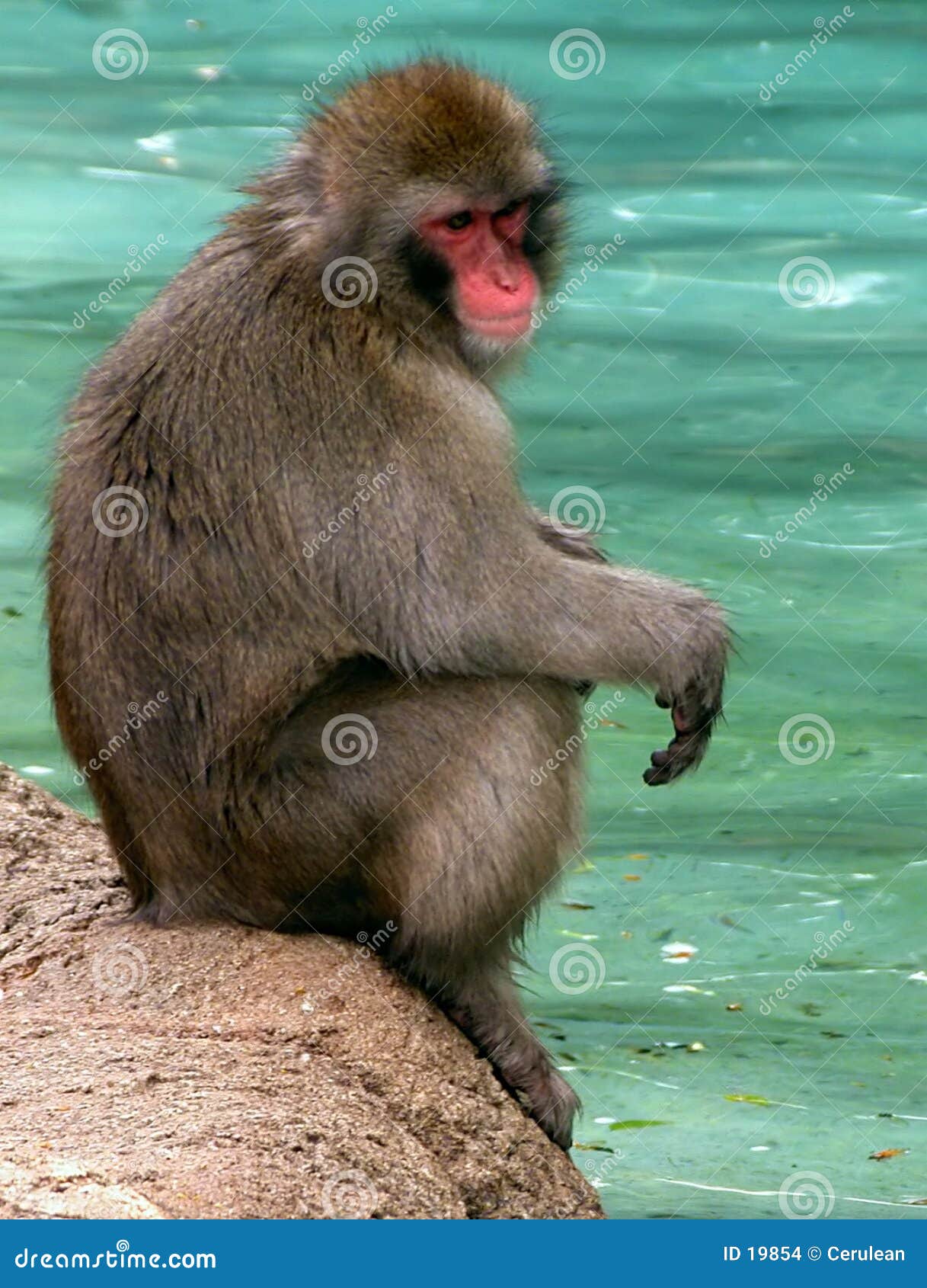 Monkey Pause stock photo. Image of peace, gorilla, quiet - 19854