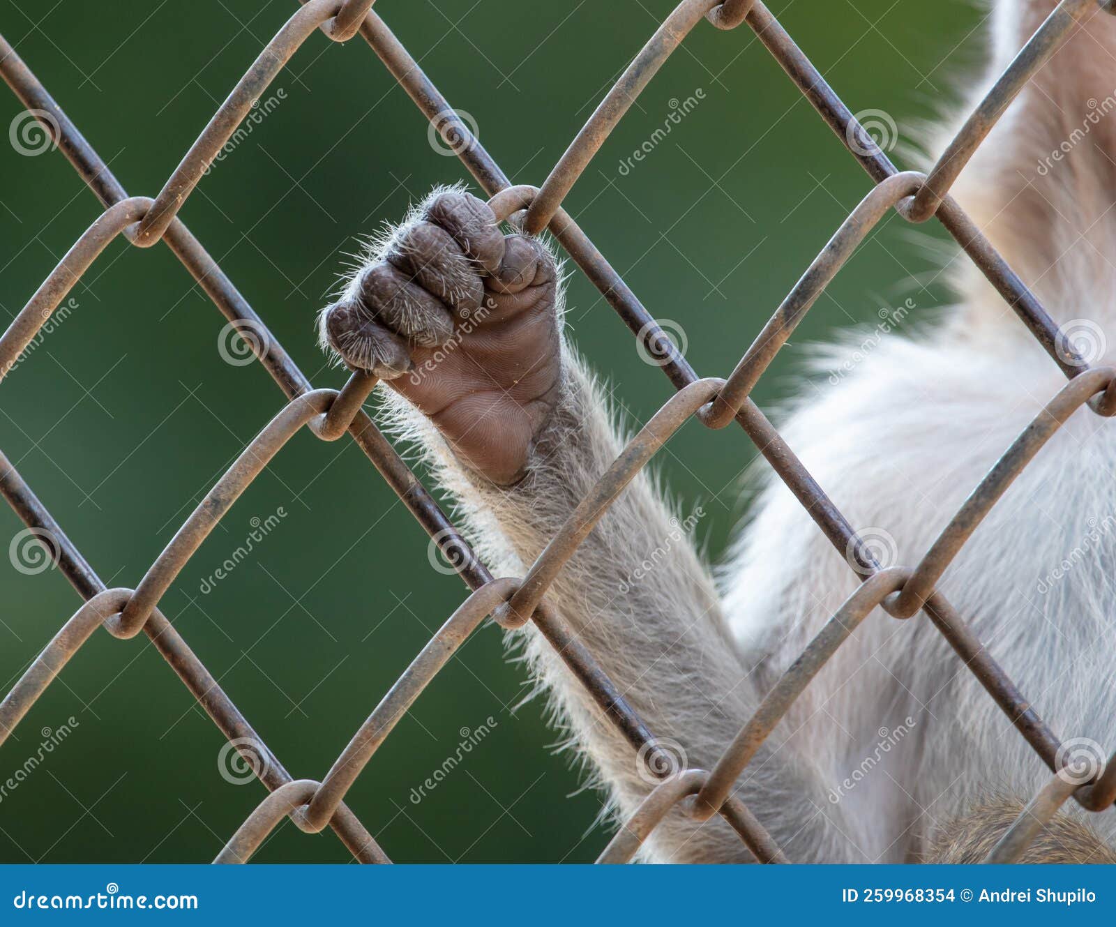 Monkey paw in a zoo cage. stock photo. Image of monkey - 259968354
