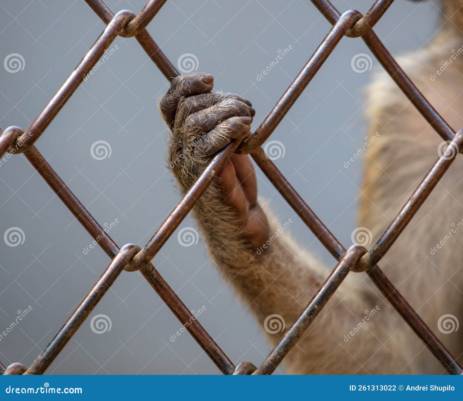Monkey paw in a zoo cage. stock photo. Image of nature - 261313022