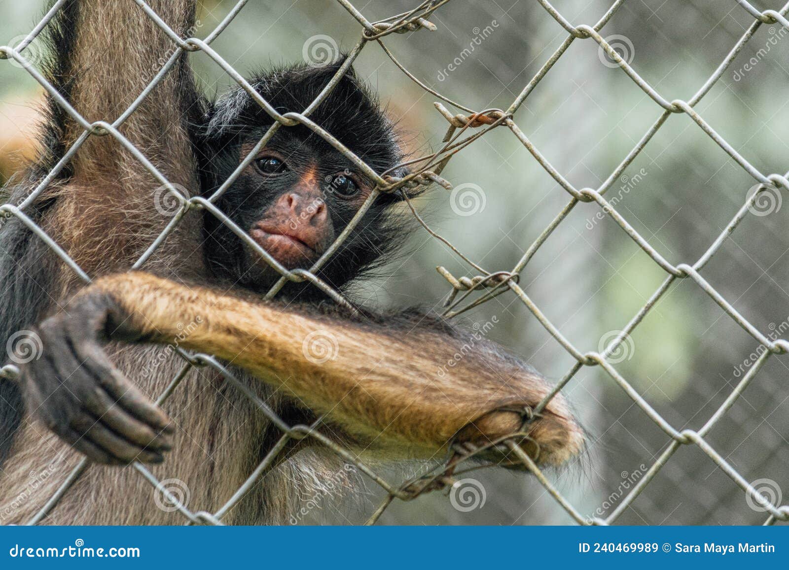 Monkey Peeking through Its Cage Stock Image - Image of forest, fauna ...