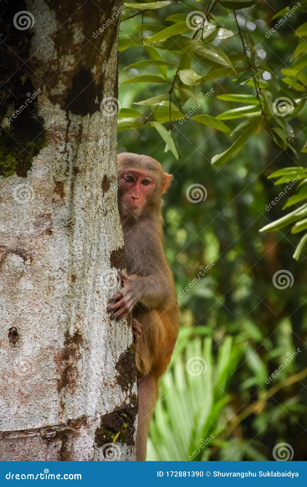 A Monkey Peeking from Tree . Peek-a-boo Stock Photo - Image of peeking ...