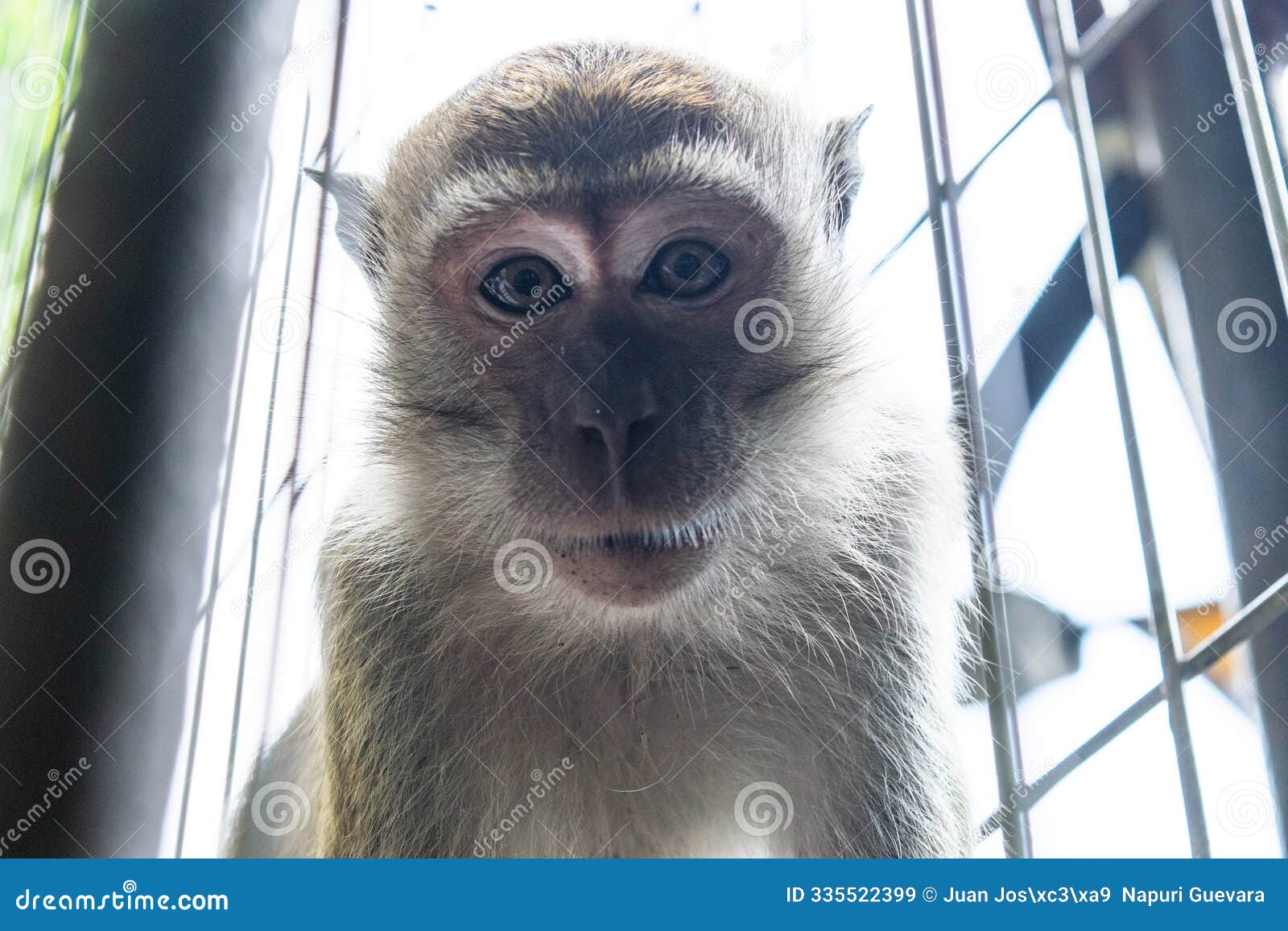 Monkey is Peering through the Bars of a Structure at Batu Caves Stock ...