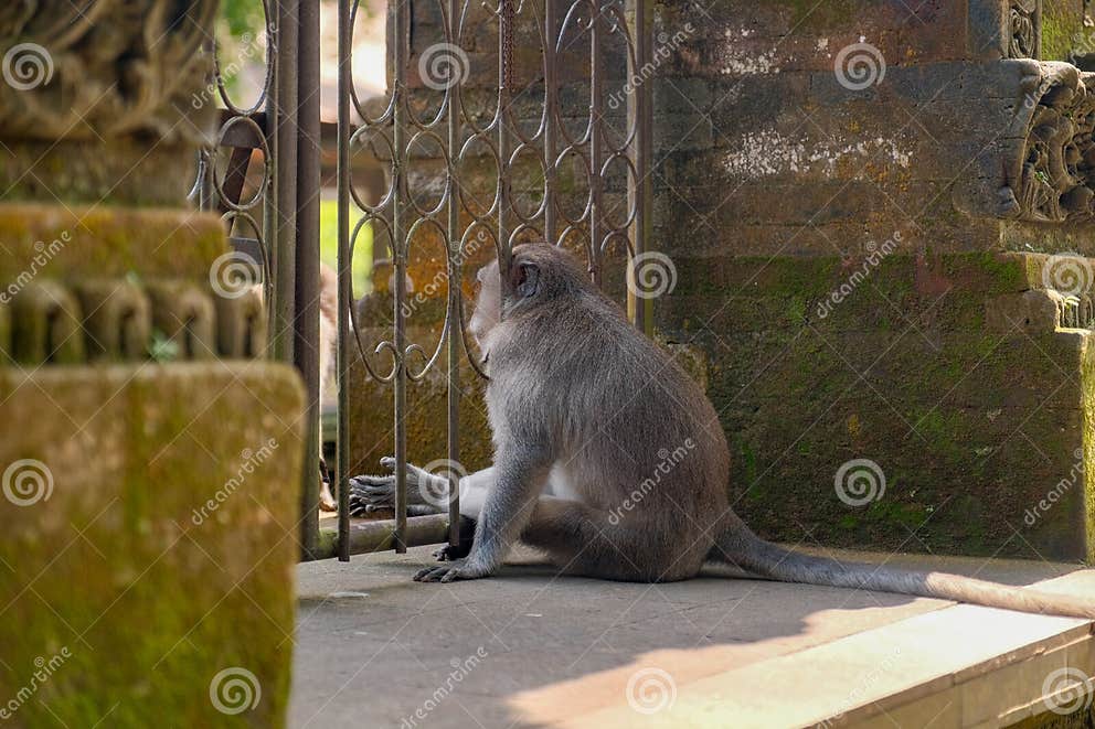 Monkey Peering through Metal Gate in Ubud S Monkey Forest Stock Image ...