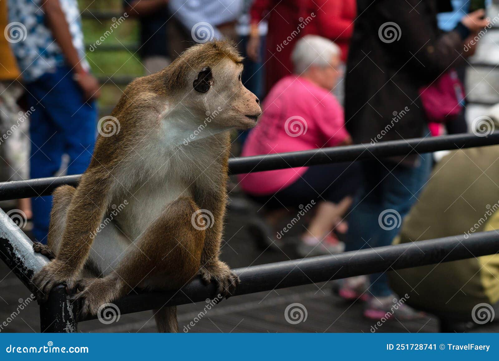 Monkey and People Crowd in Sri Lanka Stock Image - Image of domestic ...