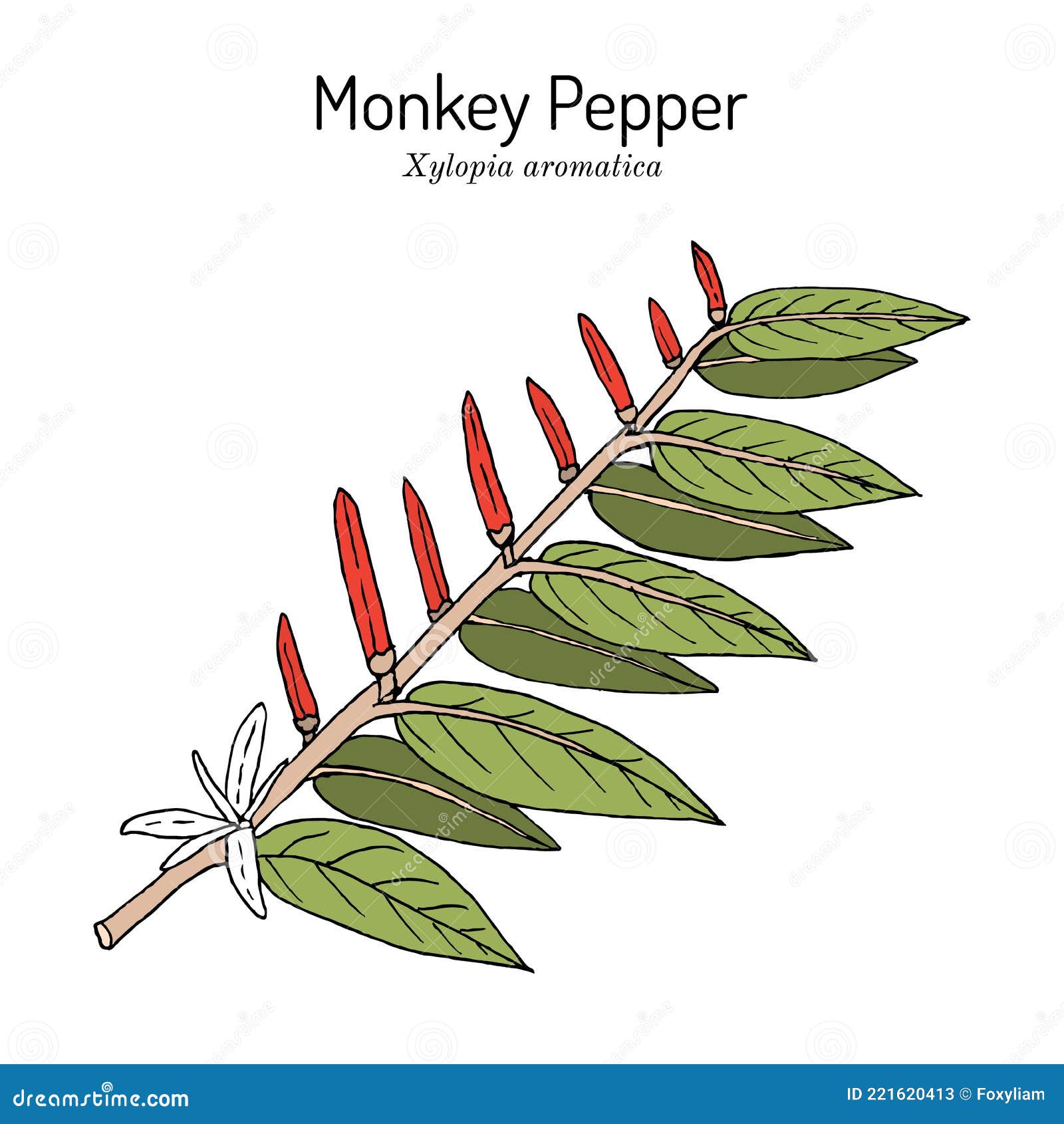 Monkey Pepper Xylopia Aromatica , Spice and Medicinal Plant Stock ...