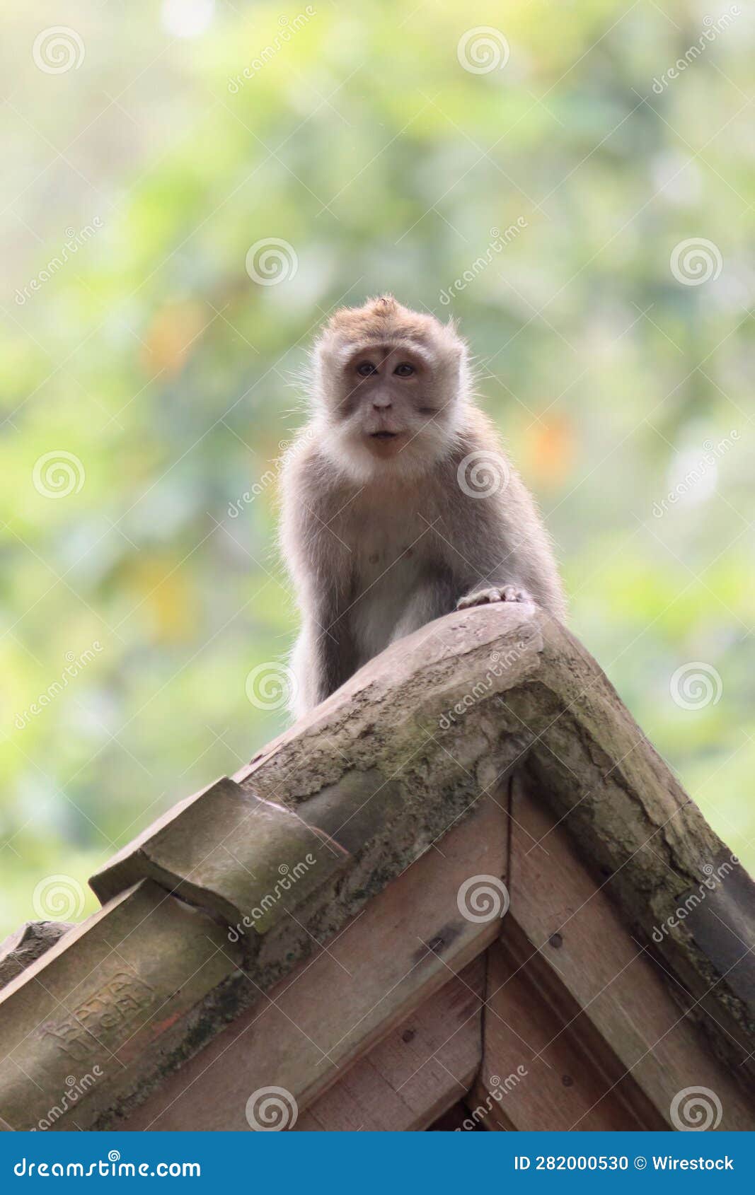 Monkey Perched Atop a Roof of a Building in the Monkeys Forest in Ubud ...
