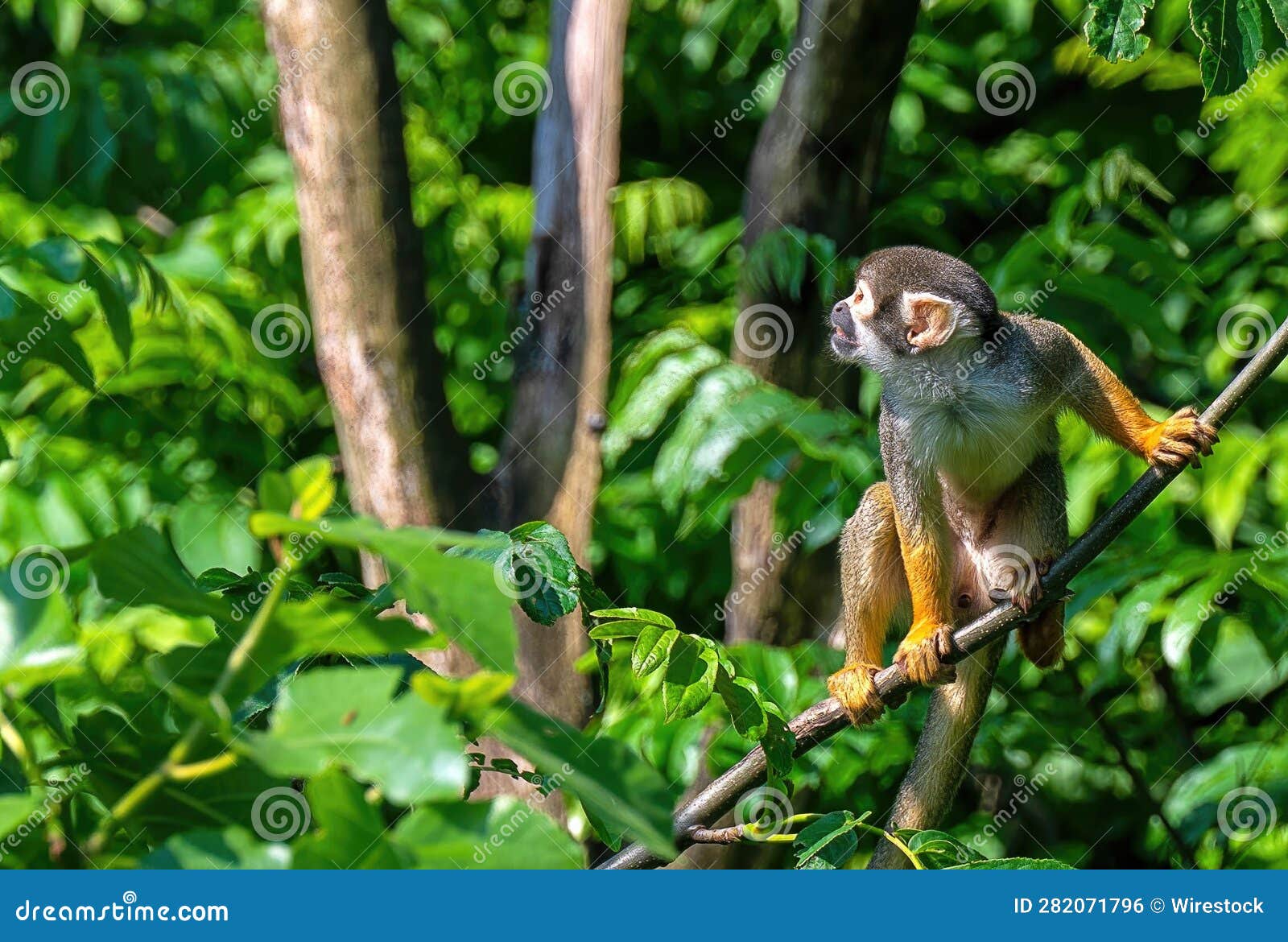 Monkey Perched on a Branch of a Tree, Looking Back Stock Photo - Image ...