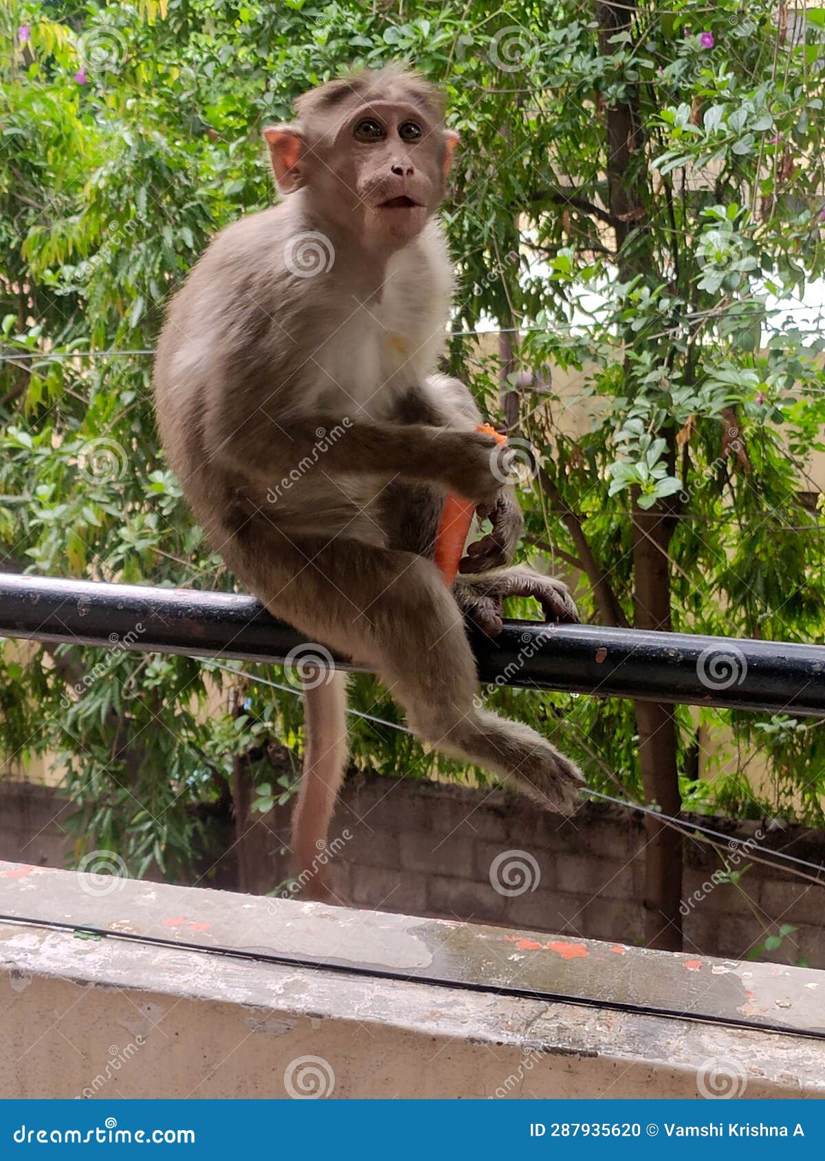 A Monkey Sitting on a Railing, Watching with Curiosity. Stock Photo ...