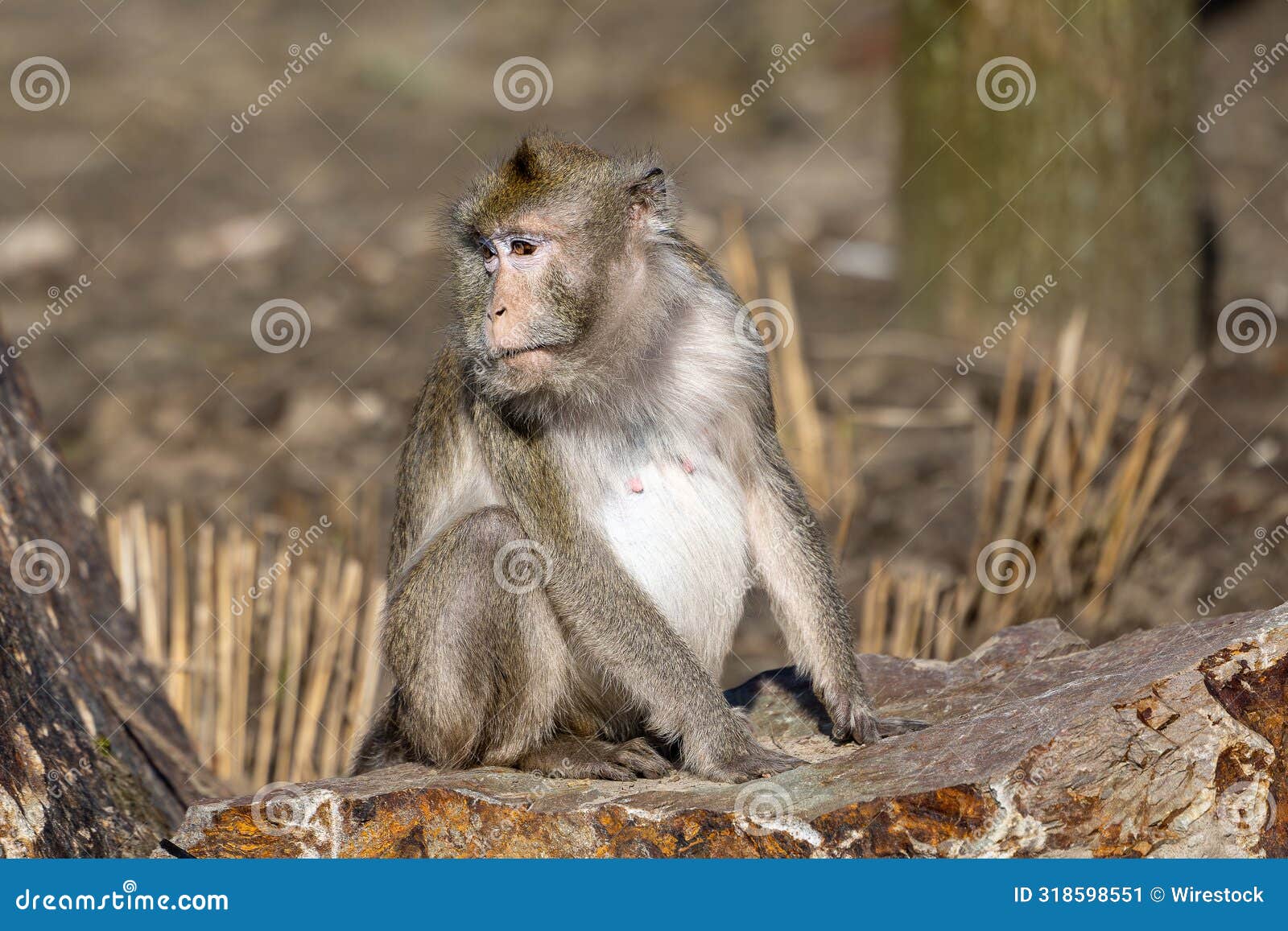 Monkey Perched on a Stamp Gazing Sideways Stock Image - Image of ...