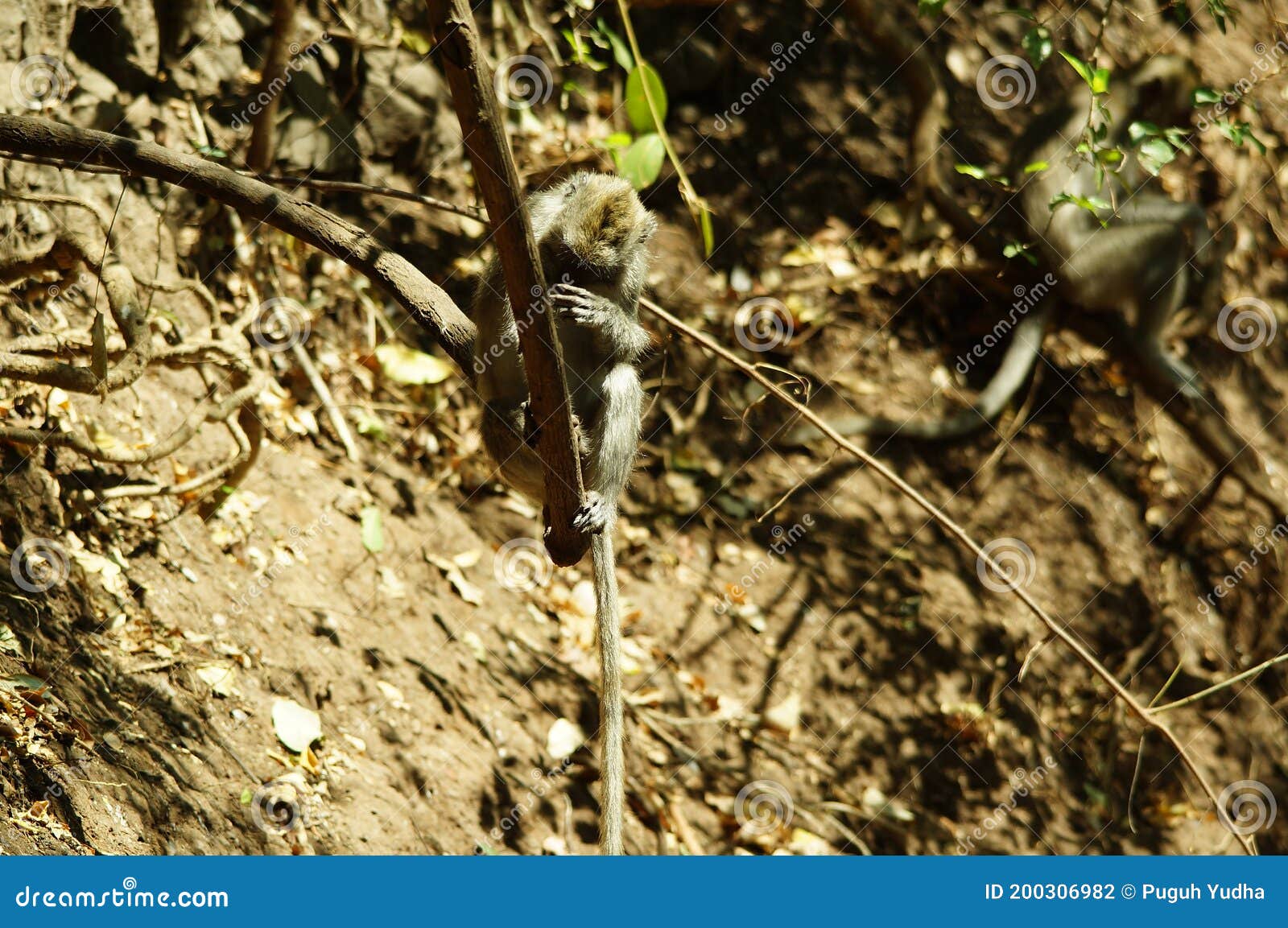 Monkey Perched on a Tree Branch Stock Photo - Image of agricultural ...